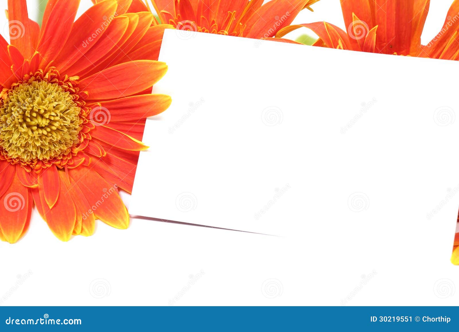 Orange Gerbera Flower with Blank Card Stock Image - Image of nature ...