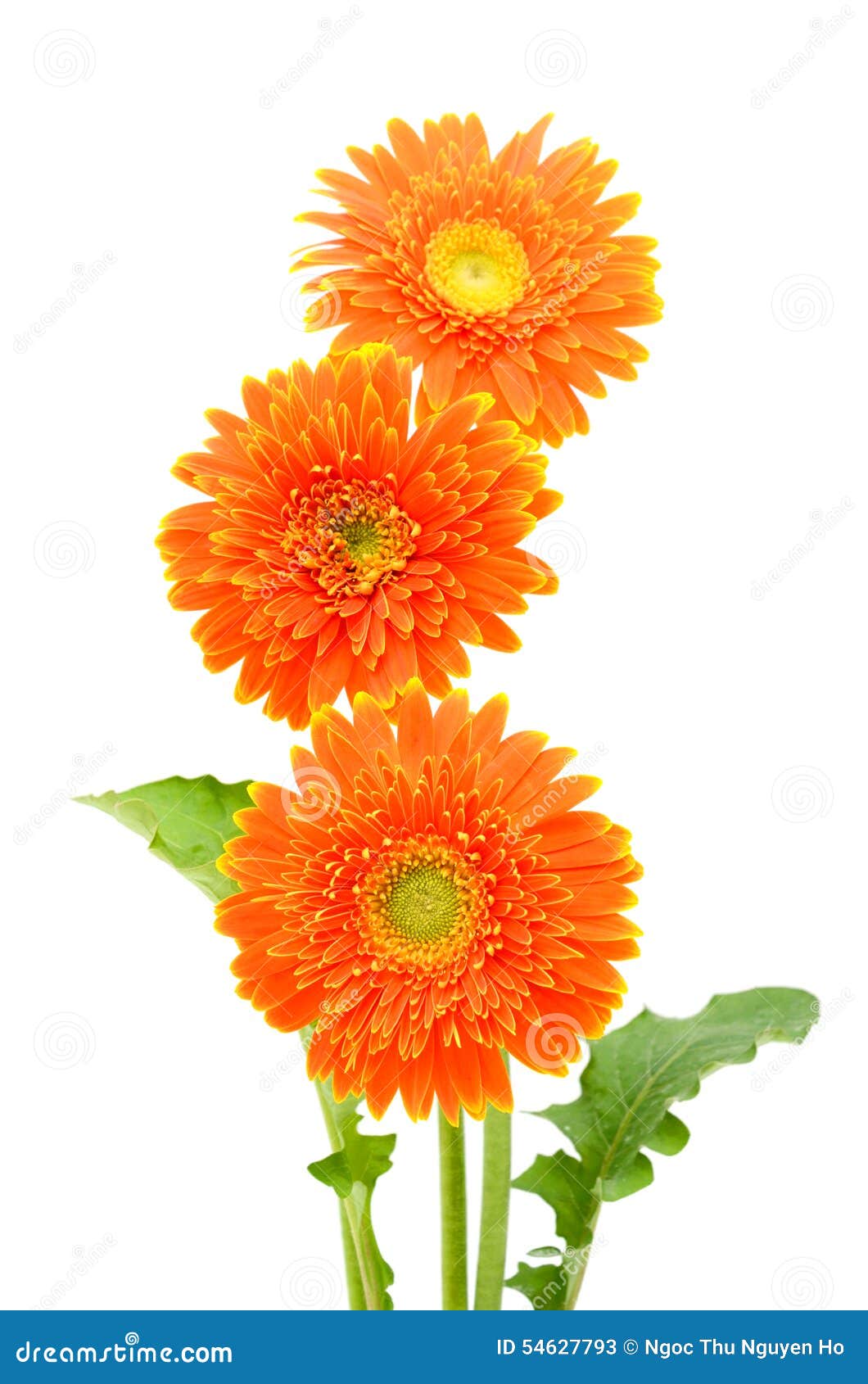 Orange gerbera flower stock image. Image of bright, gerber - 54627793