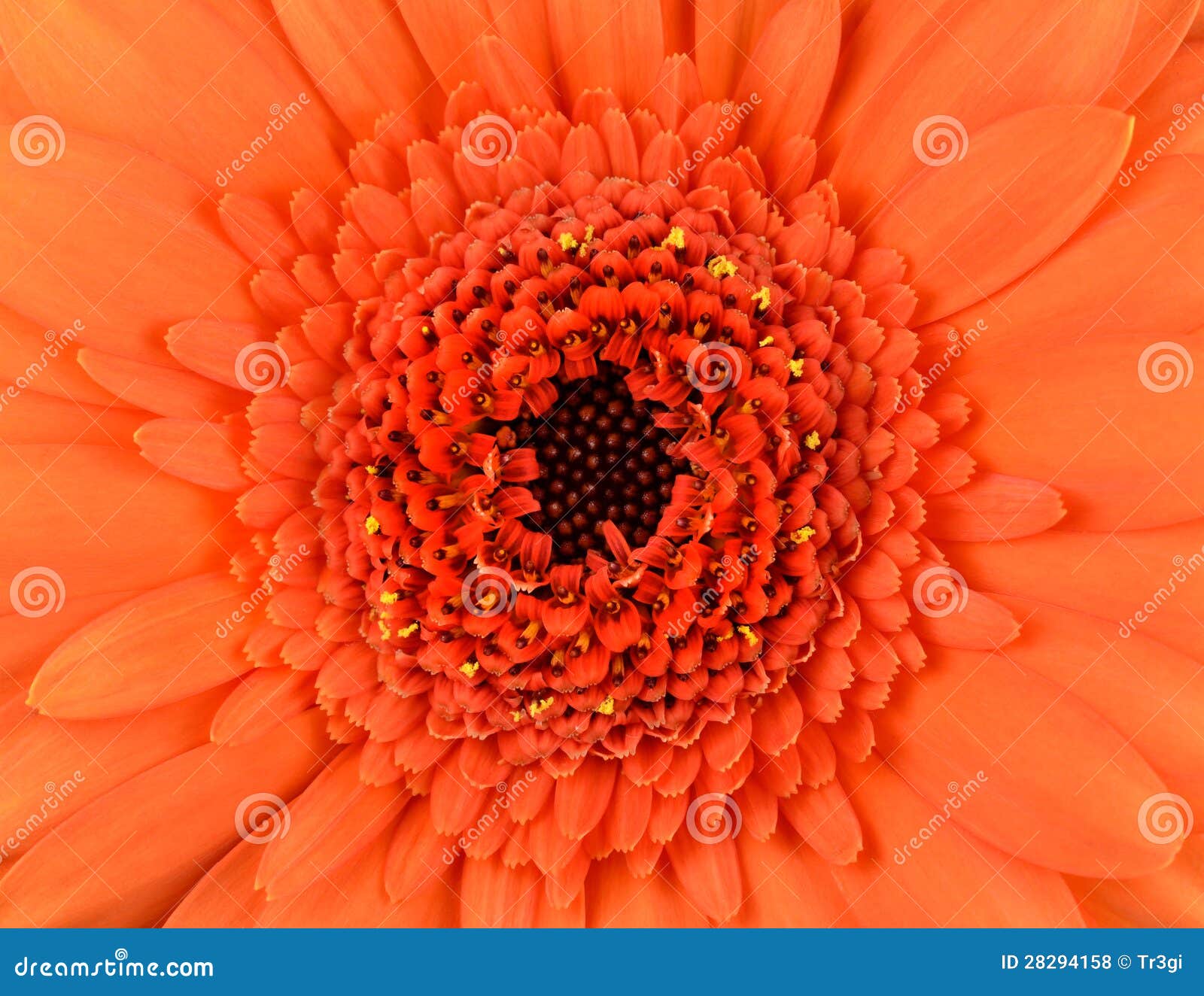 Orange Gerbera Flower Macro Stock Photo - Image of blossom, flora: 28294158