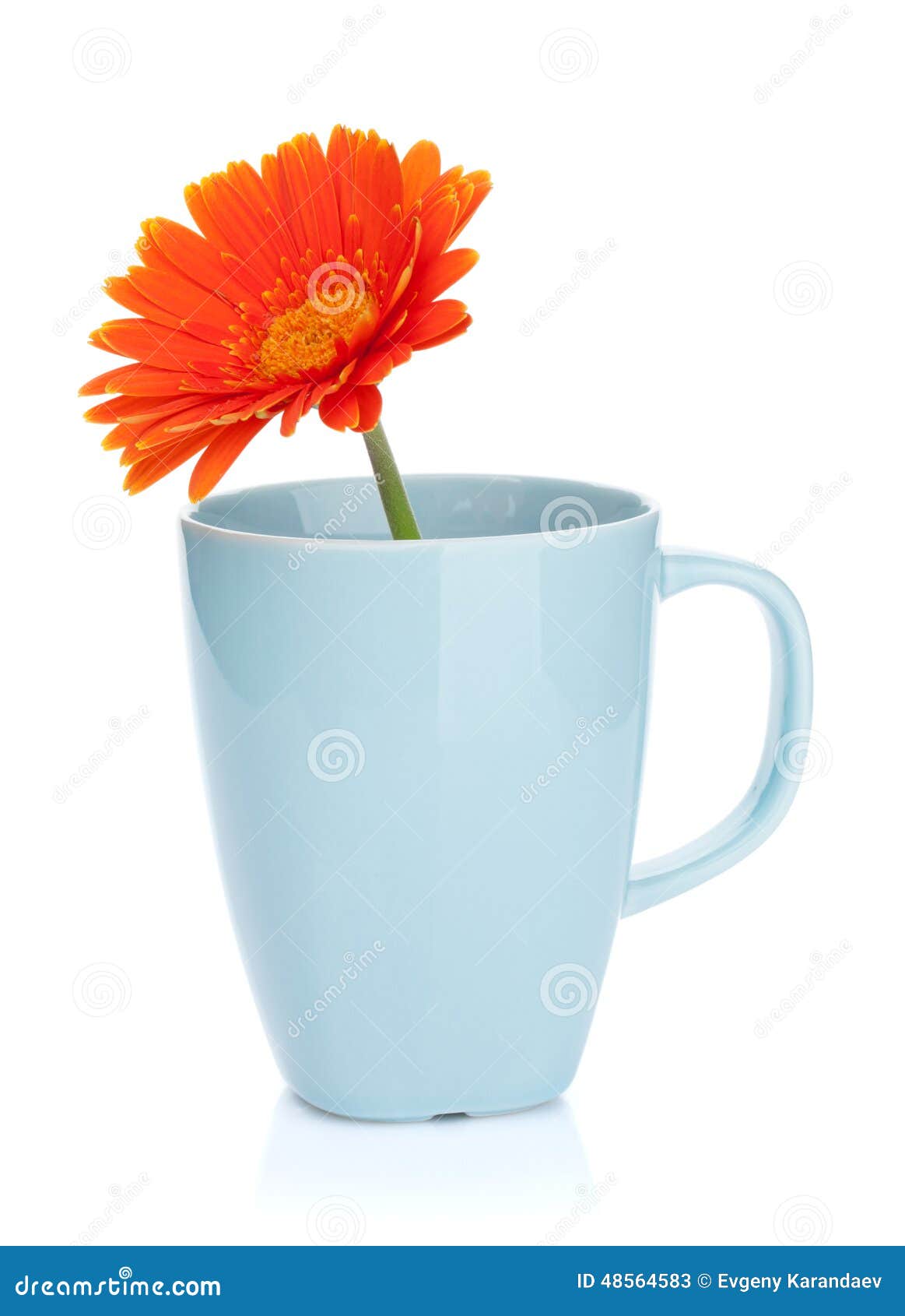 Orange Gerbera Flower in Tea Cup Stock Image - Image of gerber ...