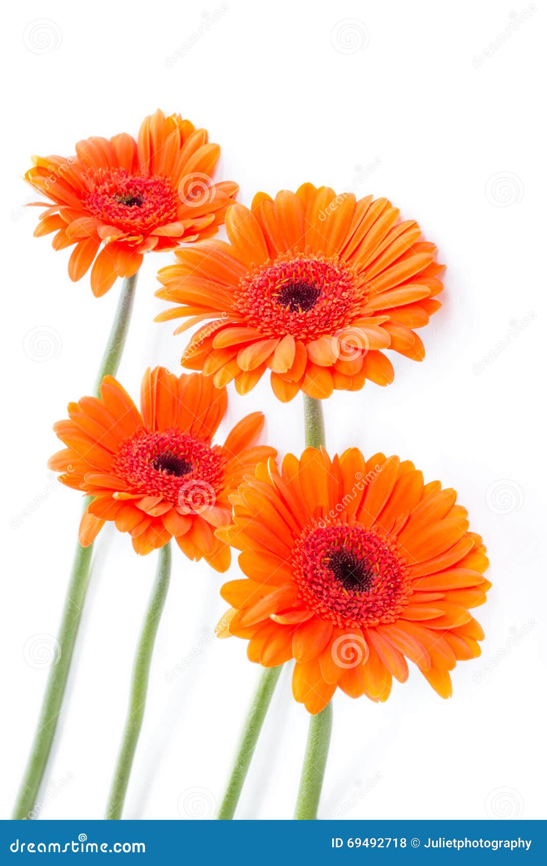 Orange Gerbera Flowers Arrangement Stock Photo - Image of daisy ...