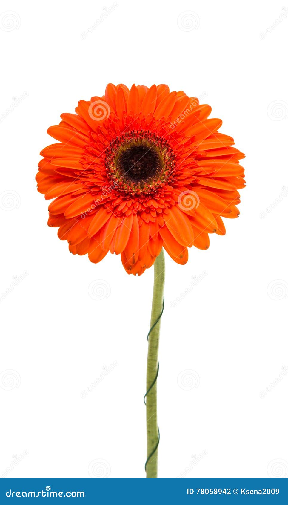 Orange gerbera stock photo. Image of fresh, beautiful - 78058942