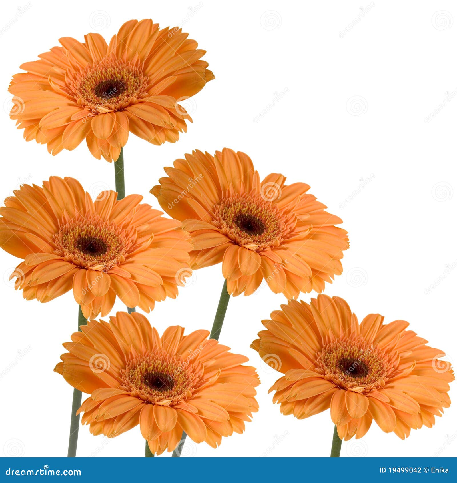 Orange gerberas stock photo. Image of season, isolated - 19499042