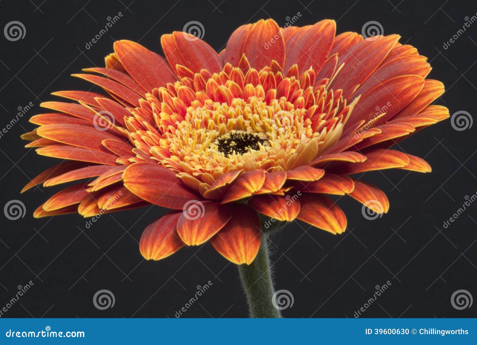 Orange Germini stock photo. Image of petals, bright, plant - 39600630