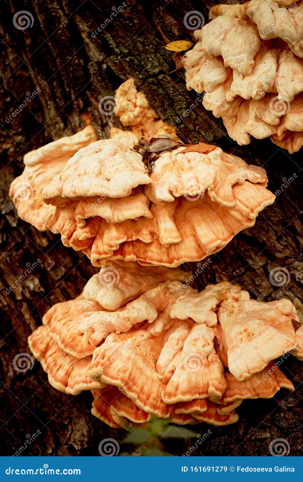 Orange Giant Tinder Growing on the Bark of a Tree.Botany Stock Image ...