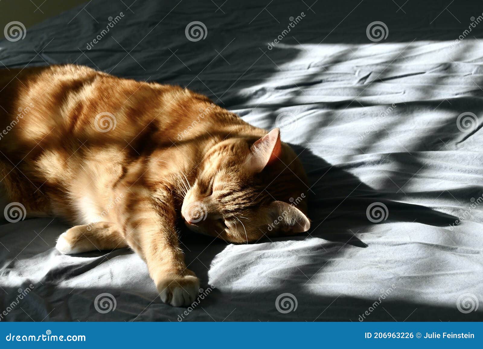 Cat Nap in Winter Sunlight stock photo. Image of patch - 206963226