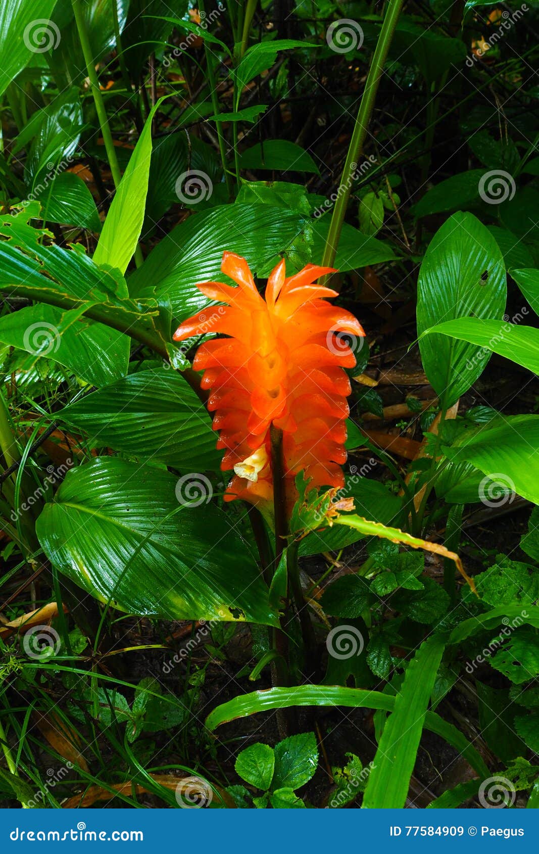 Orange ginger flower stock image. Image of cone, ostrich - 77584909
