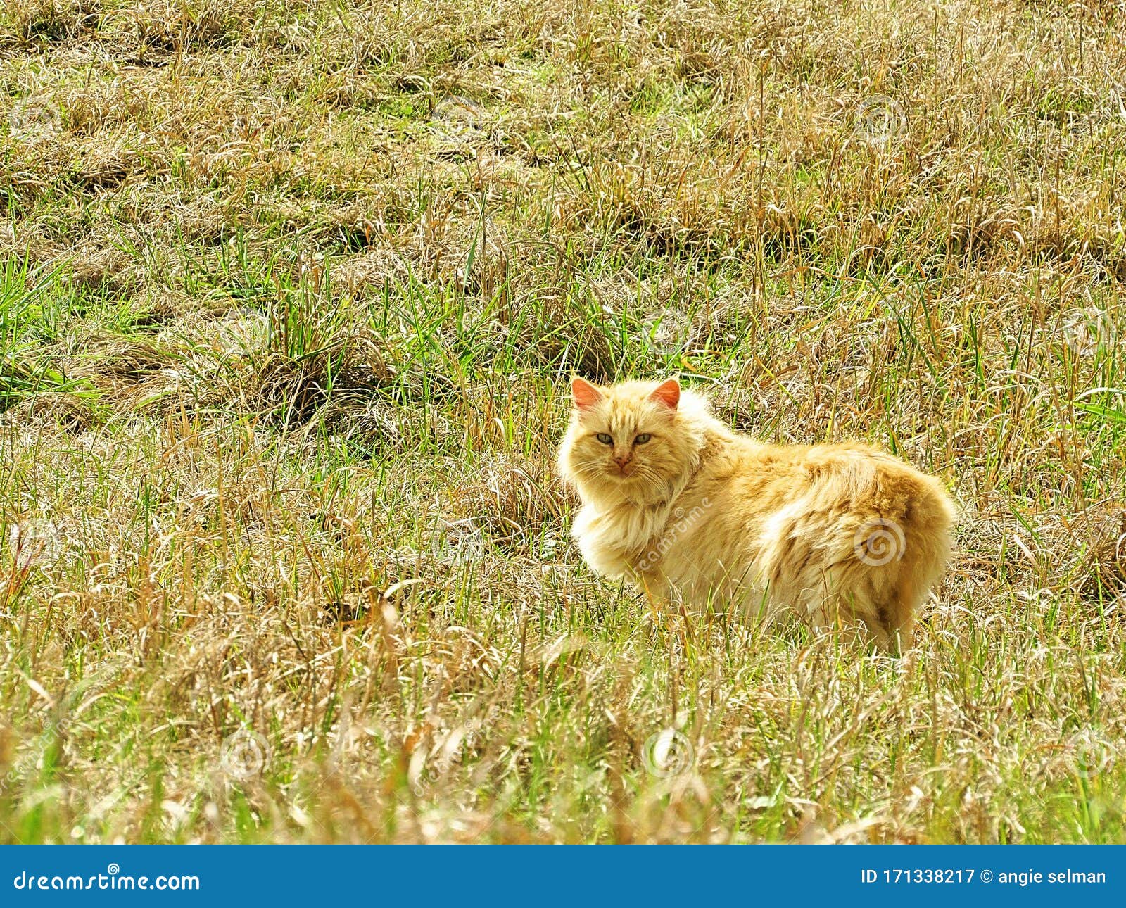 Orange Ginger Tabby American Bobtail Manx Cat Outdoors Stock Image ...