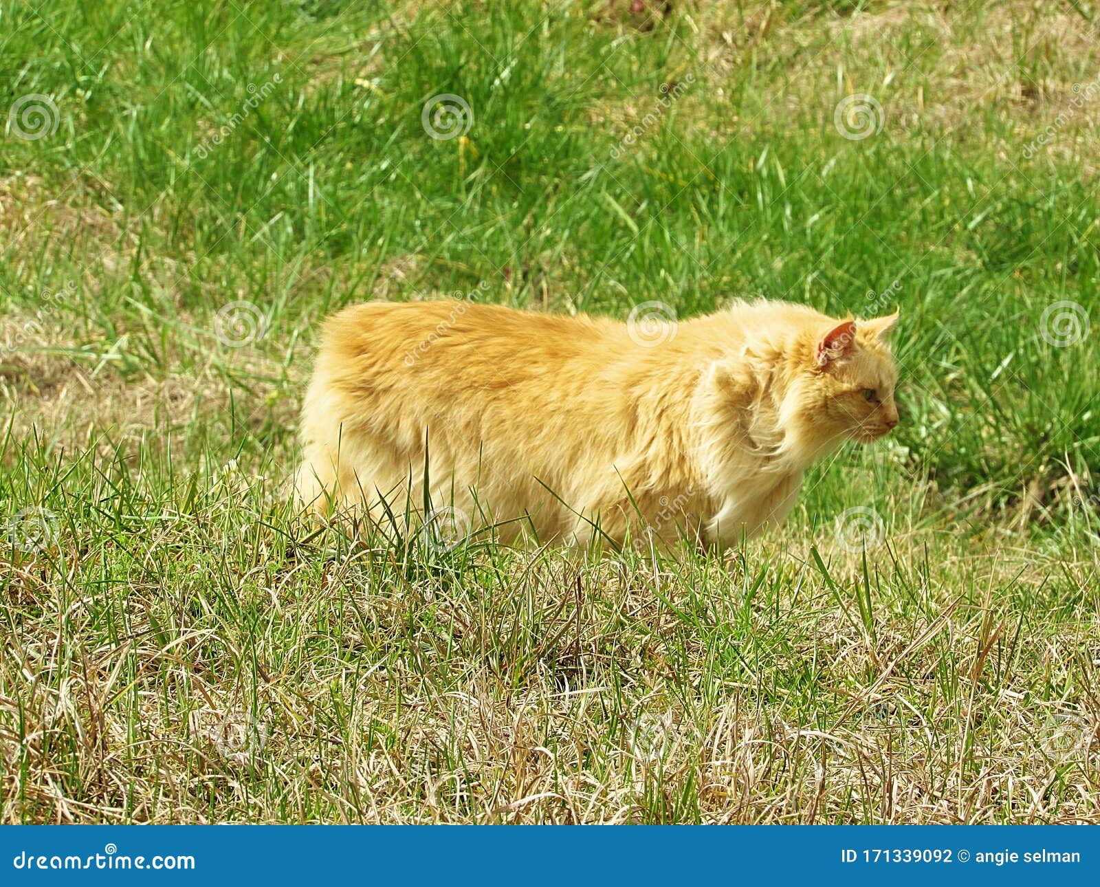 Orange Ginger Tabby American Bobtail Manx Cat Outdoors Stock Photo ...