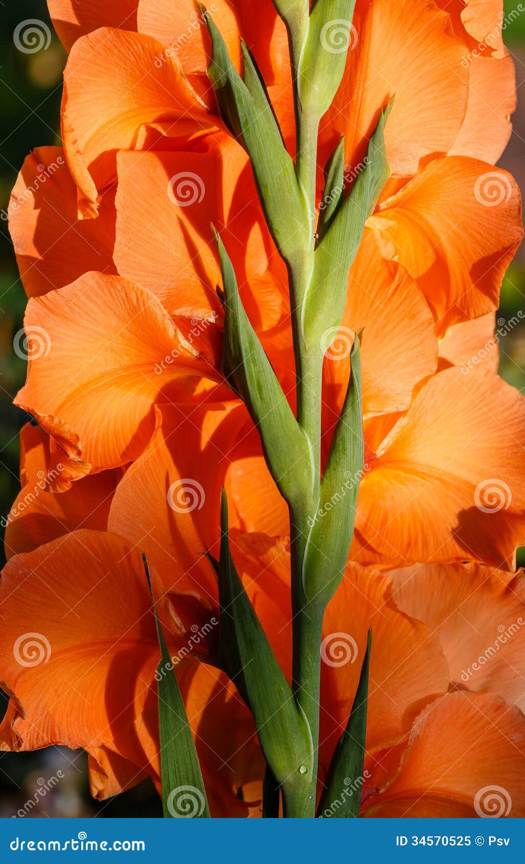 Orange gladiolus stock image. Image of sepal, sunlight - 34570525