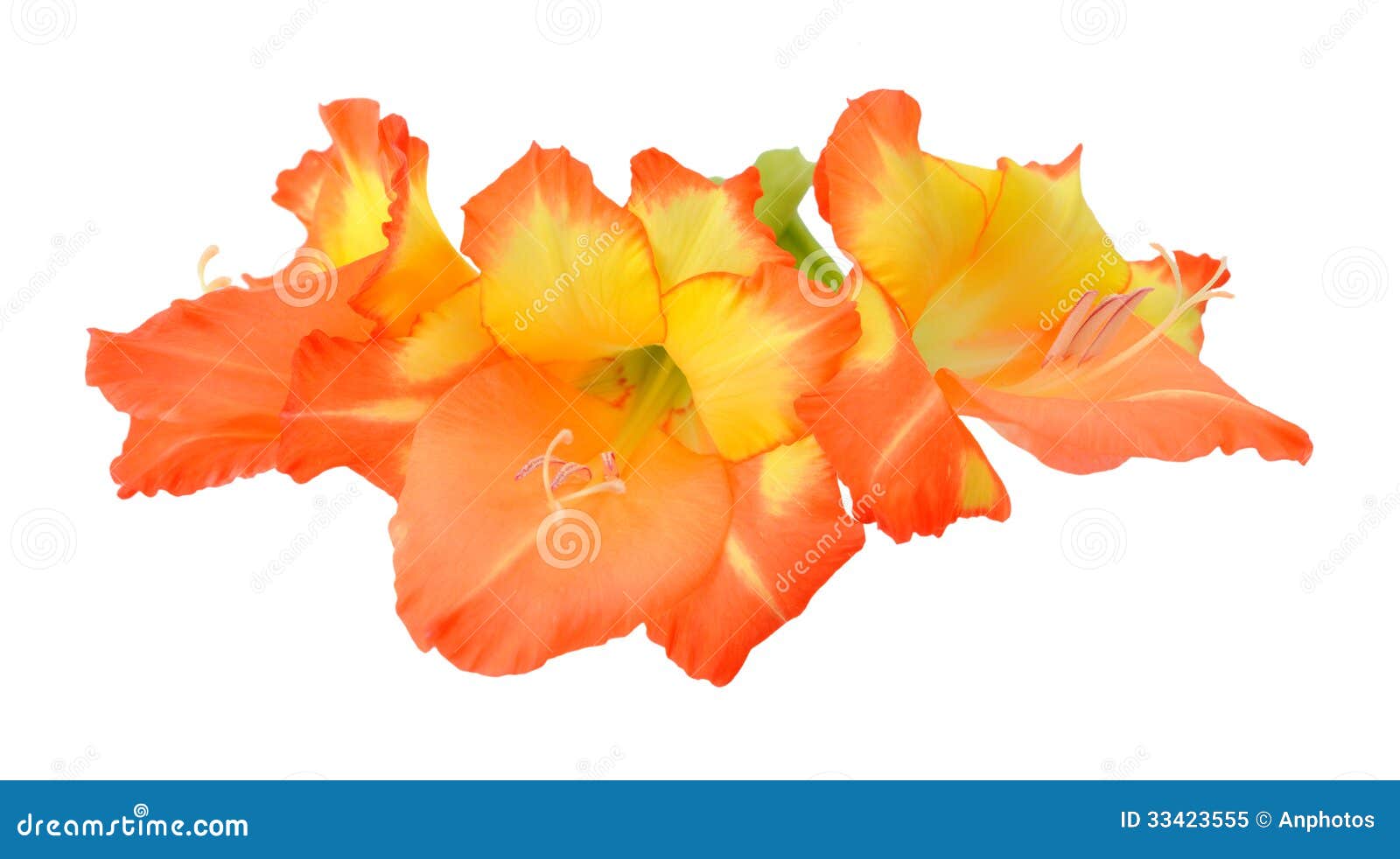 Orange gladiolus stock image. Image of pollen, three - 33423555