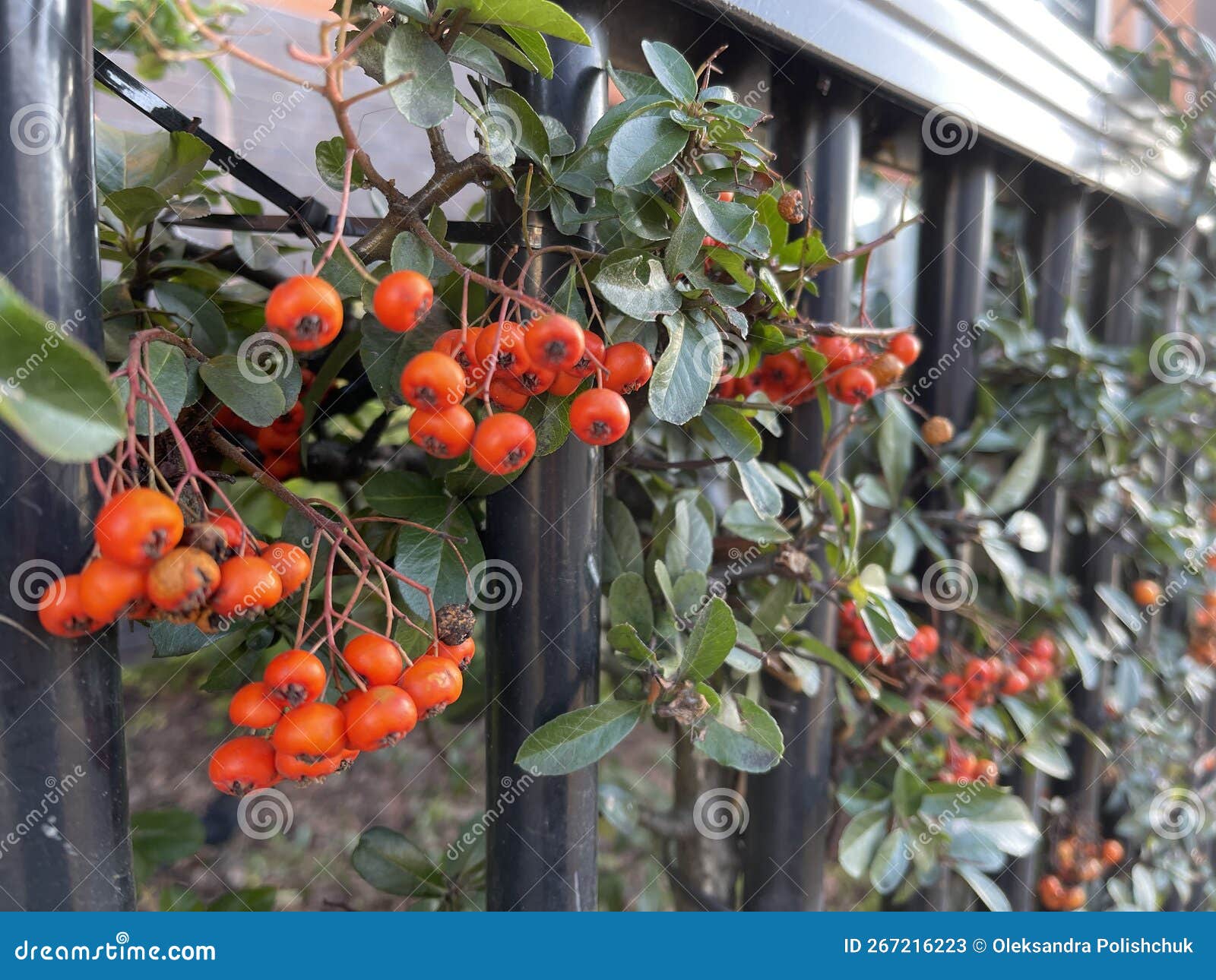 Orange Glow Berries Growing Stock Image - Image of food, glow: 267216223 Orange Glow Berries Growing Stock Image - Image of food, glow: 267216223