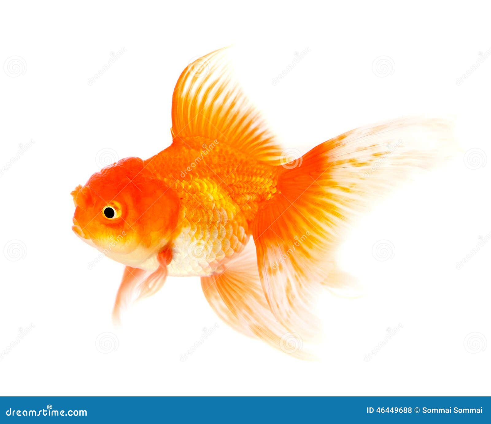 Orange Goldfish Isolated on White Background Stock Photo - Image of ...