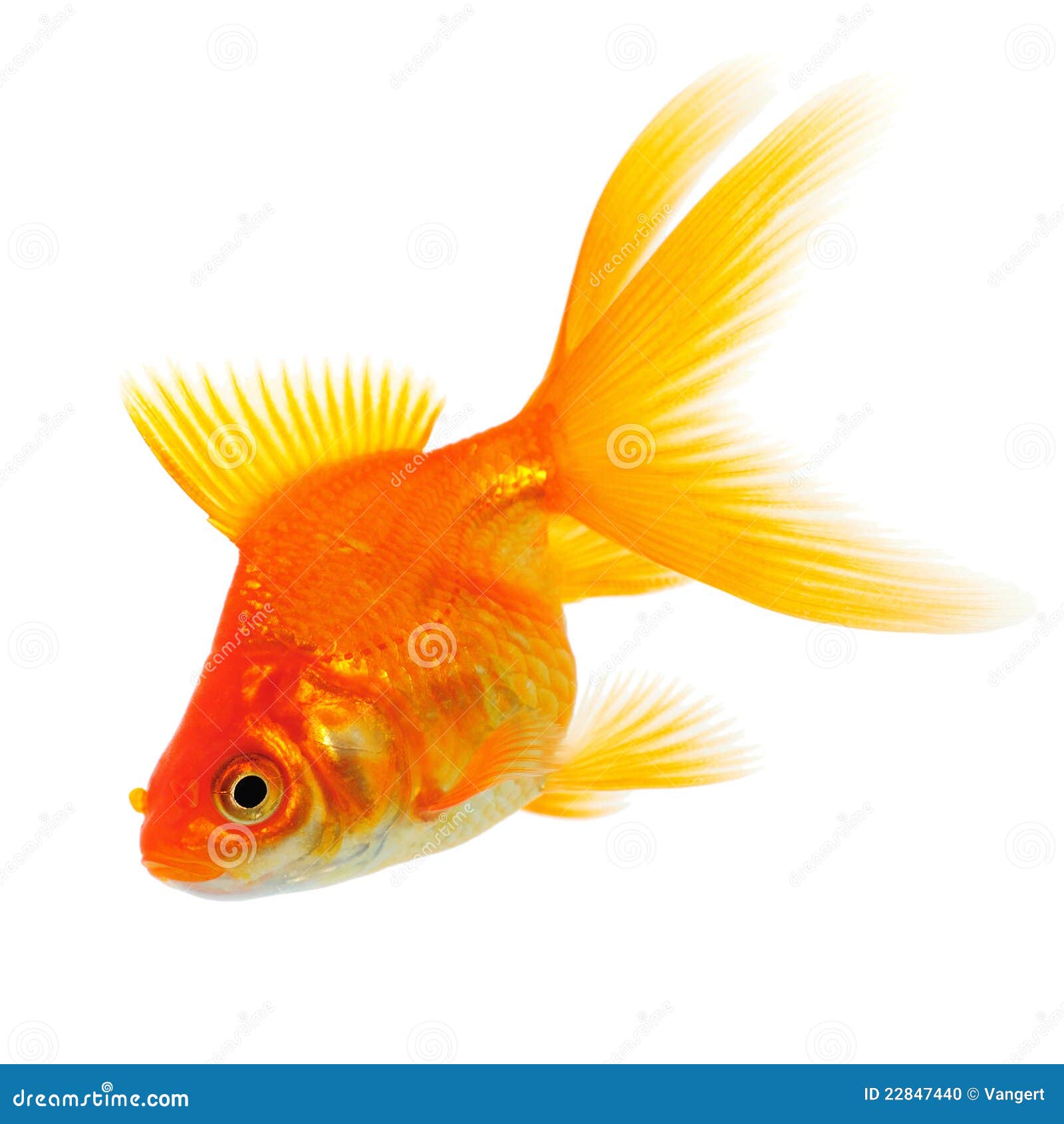 Orange Goldfish on White stock photo. Image of animal - 22847440