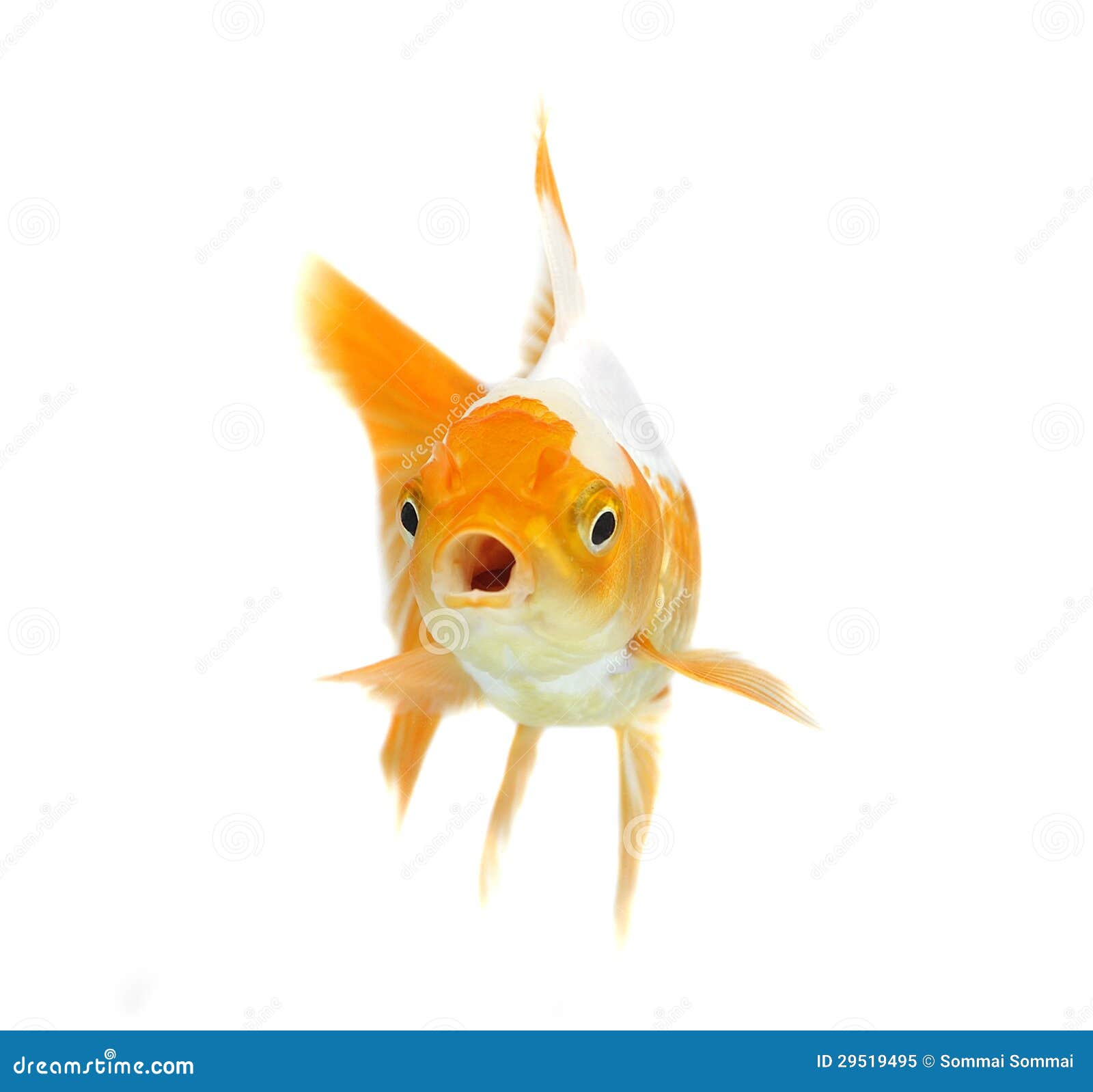 Orange Goldfish on White Background Stock Image - Image of single ...