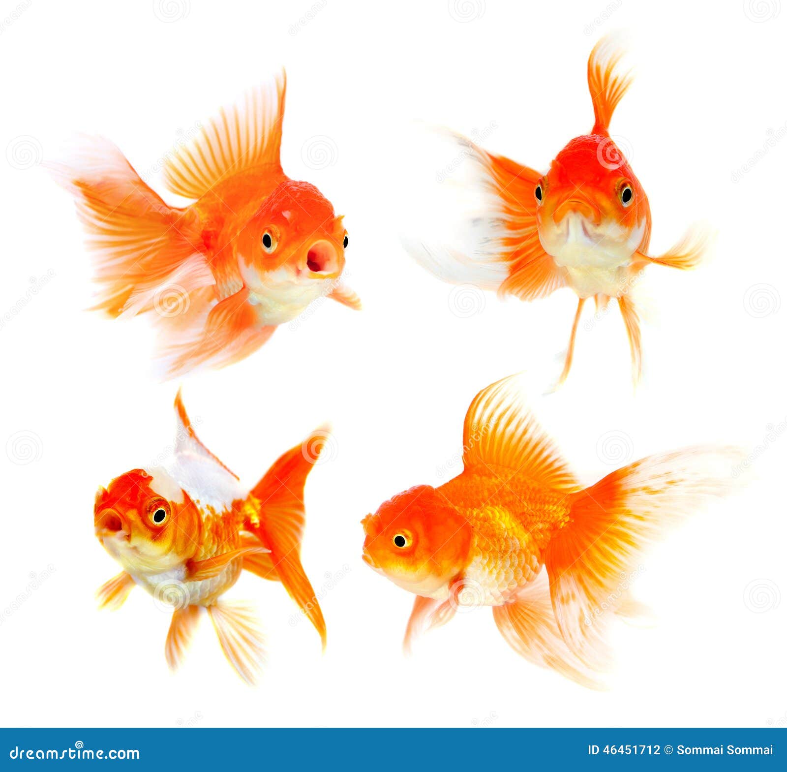 Orange Goldfish on White Background Stock Photo - Image of alone ...