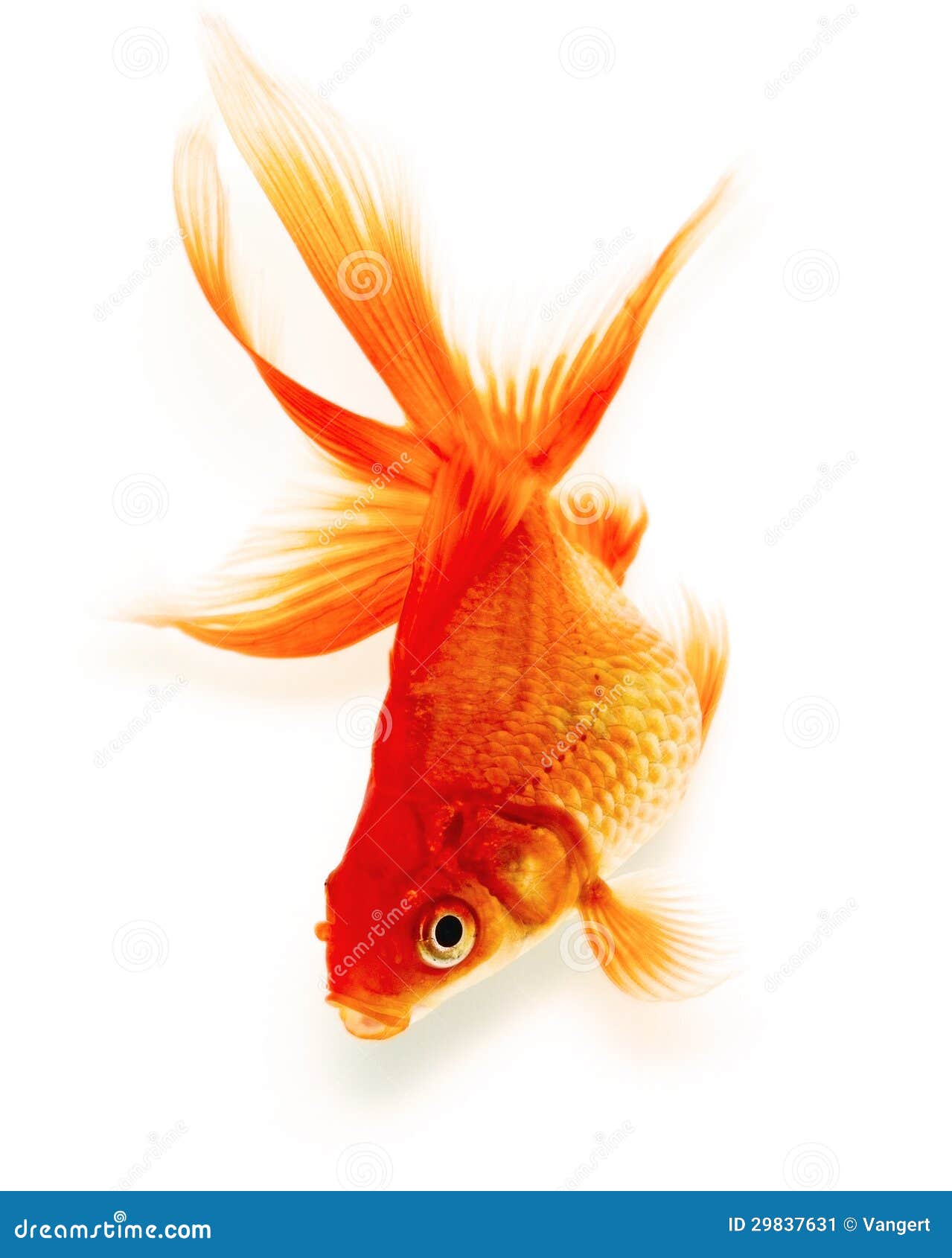 Gold Fish on White Background Stock Image - Image of clear, marine ...