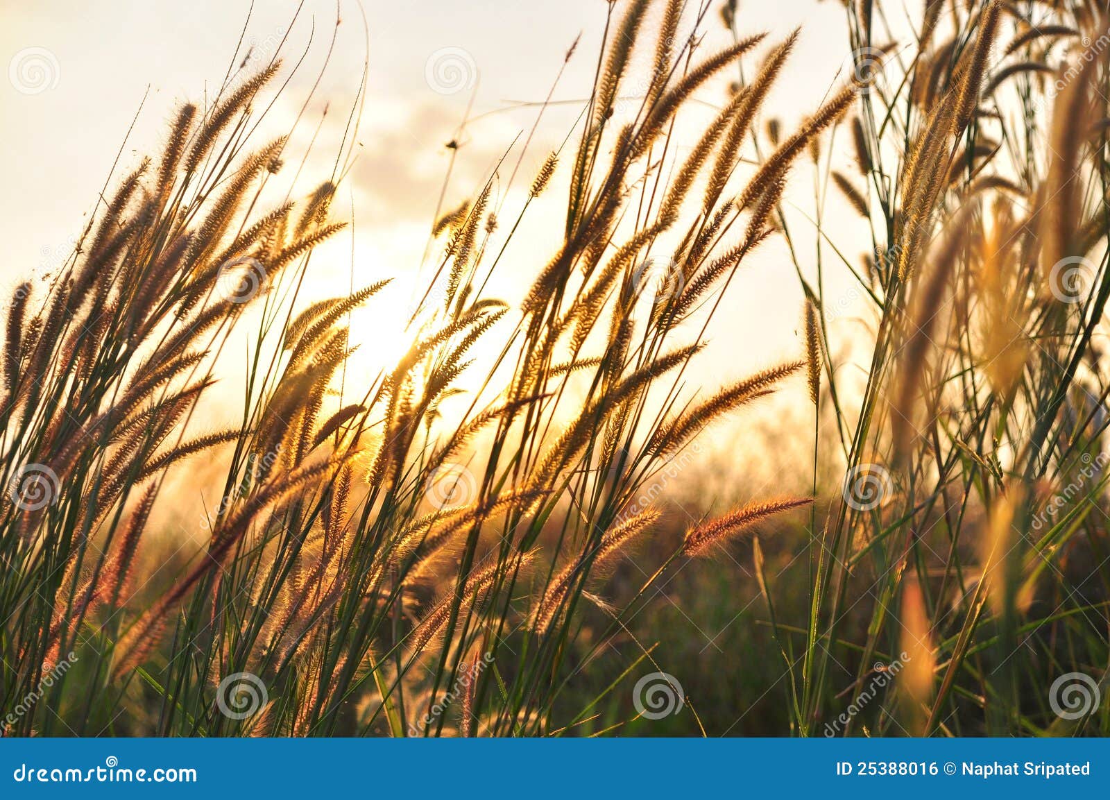 Orange grass stock photo. Image of field, nature, green - 25388016