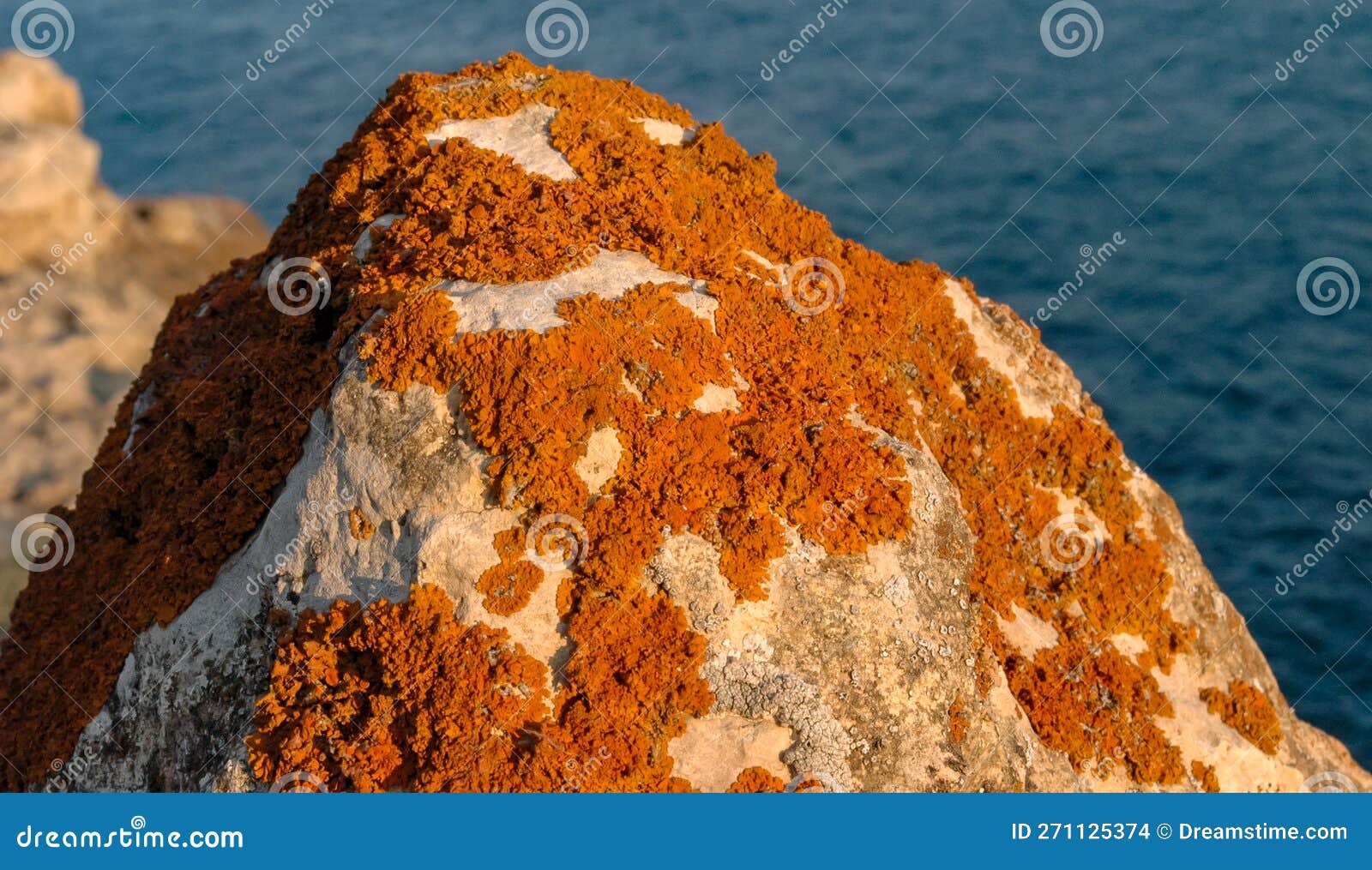 Orange and Gray Lichens on Coastal Limestone Stones and Rocks in Crimea ... Orange and Gray Lichens on Coastal Limestone Stones and Rocks in Crimea ...