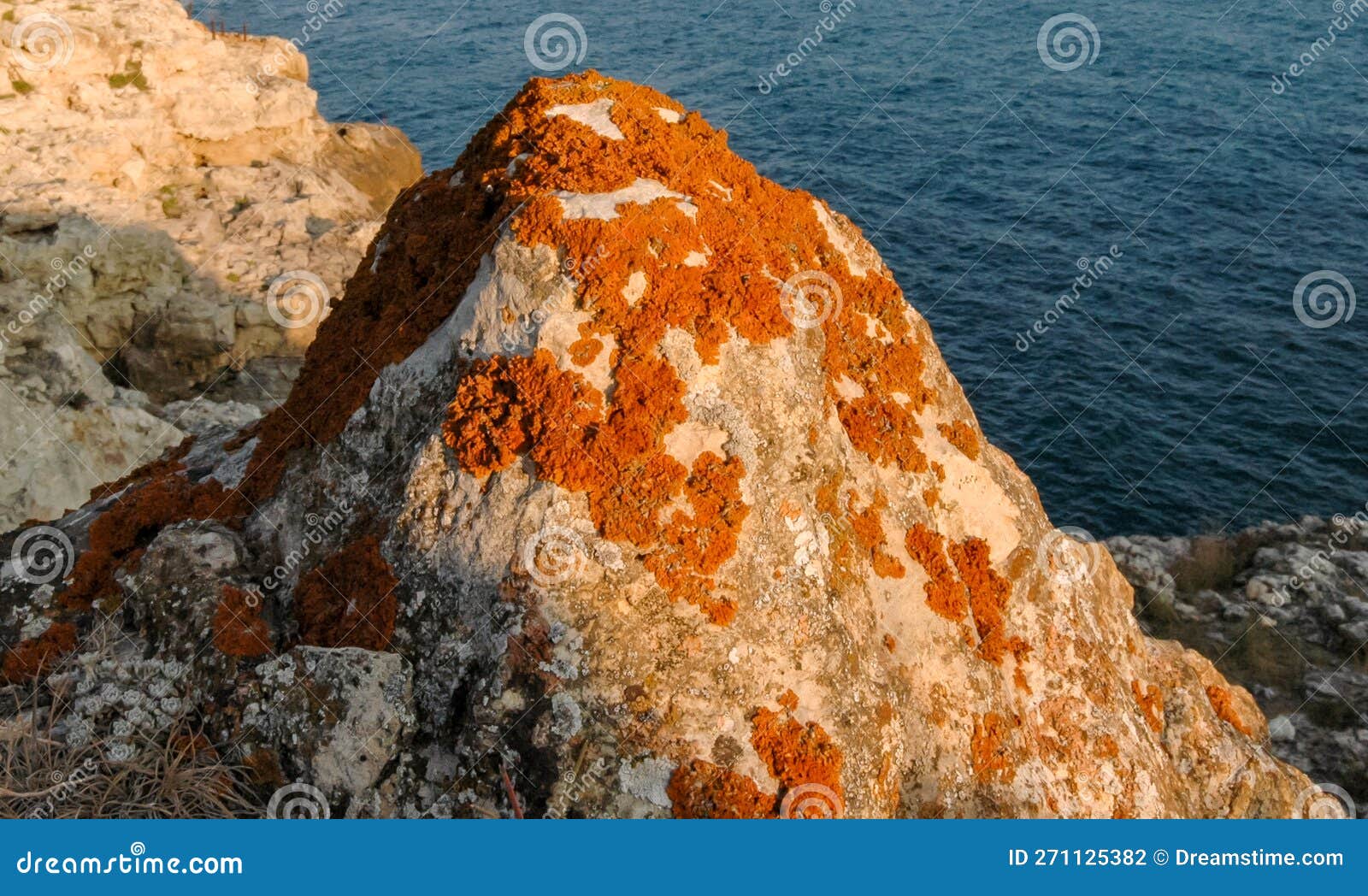 Orange and Gray Lichens on Coastal Limestone Stones and Rocks in Crimea ... Orange and Gray Lichens on Coastal Limestone Stones and Rocks in Crimea ...