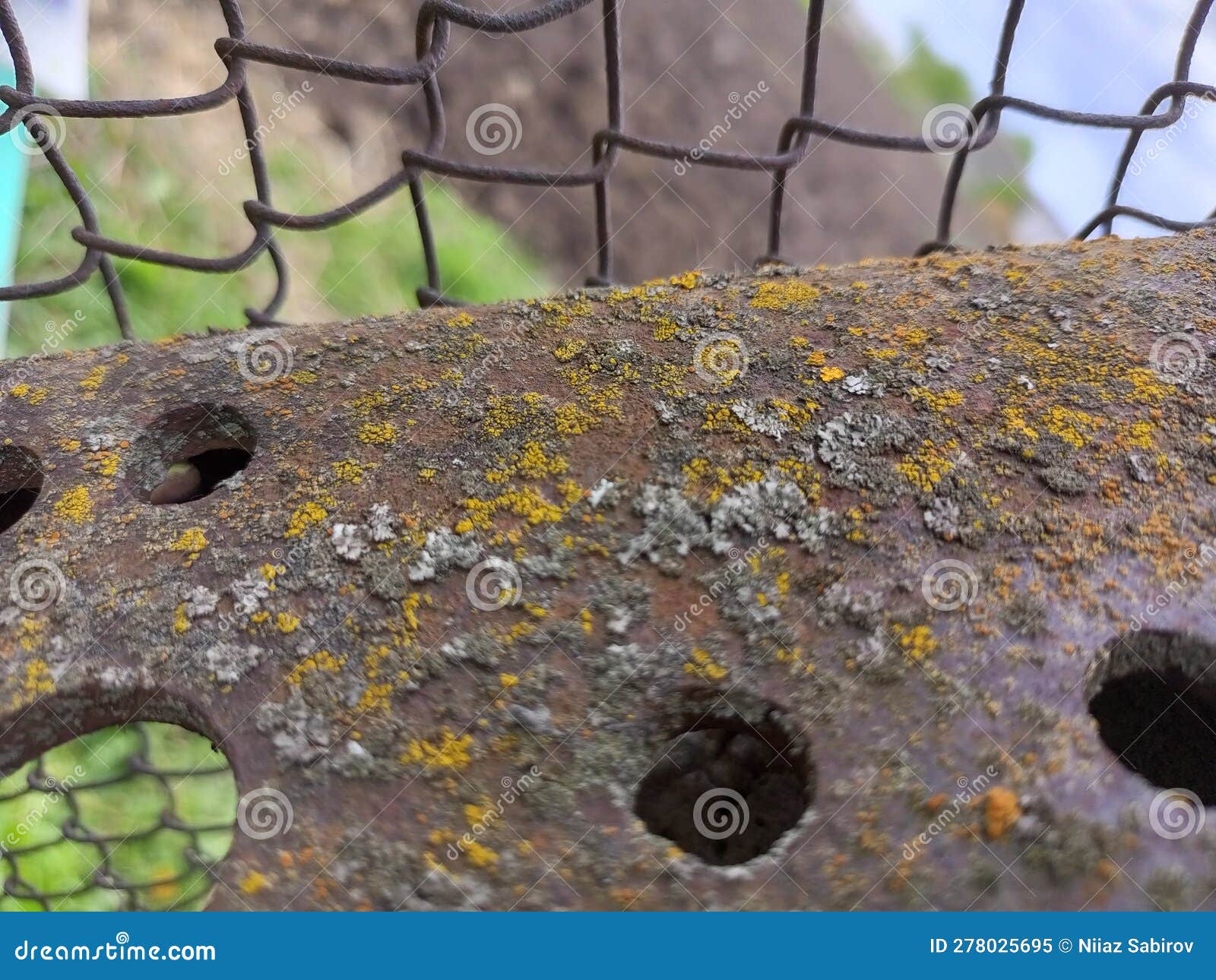 Orange and Grey Lichens on the Old Metal Construction Element Stock ...