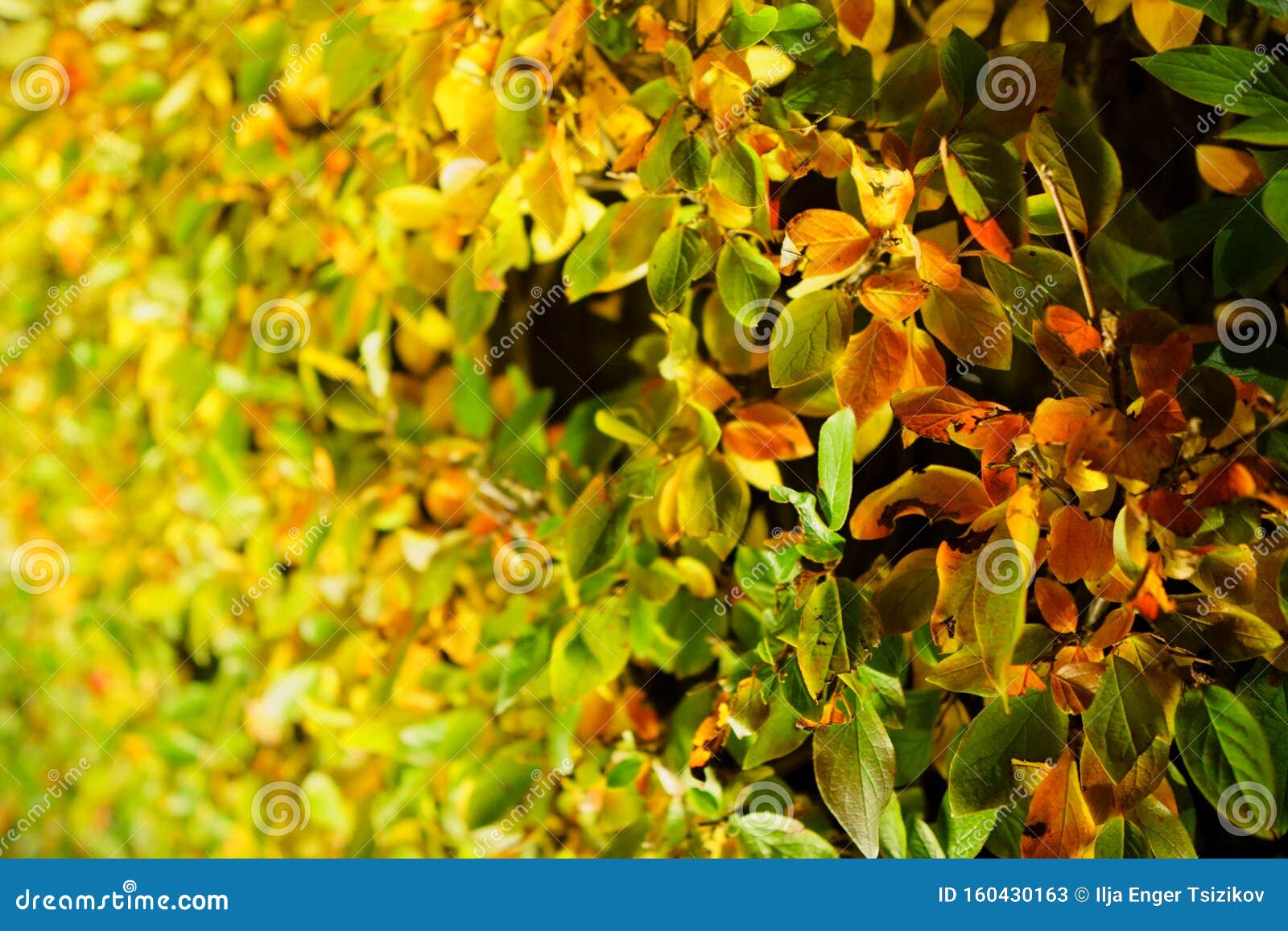 Orange - Green Autumn Bush at Night with Backlight. Glowing Bush in the ...