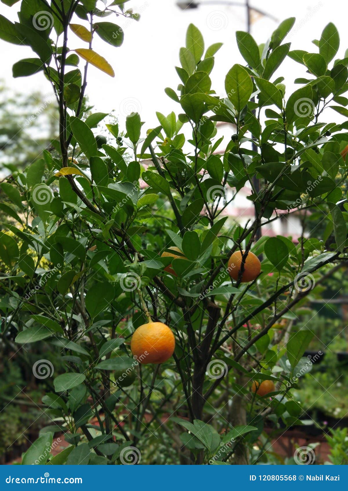 Orange and Green stock photo. Image of tree, orange - 120805568