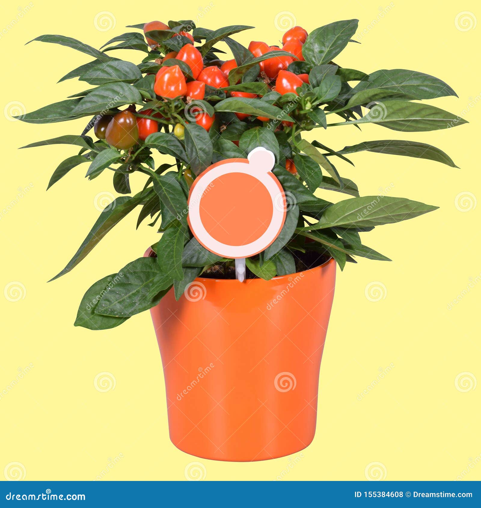 Orange and Green Colour Capsicum Pot Stock Photo - Image of green ...