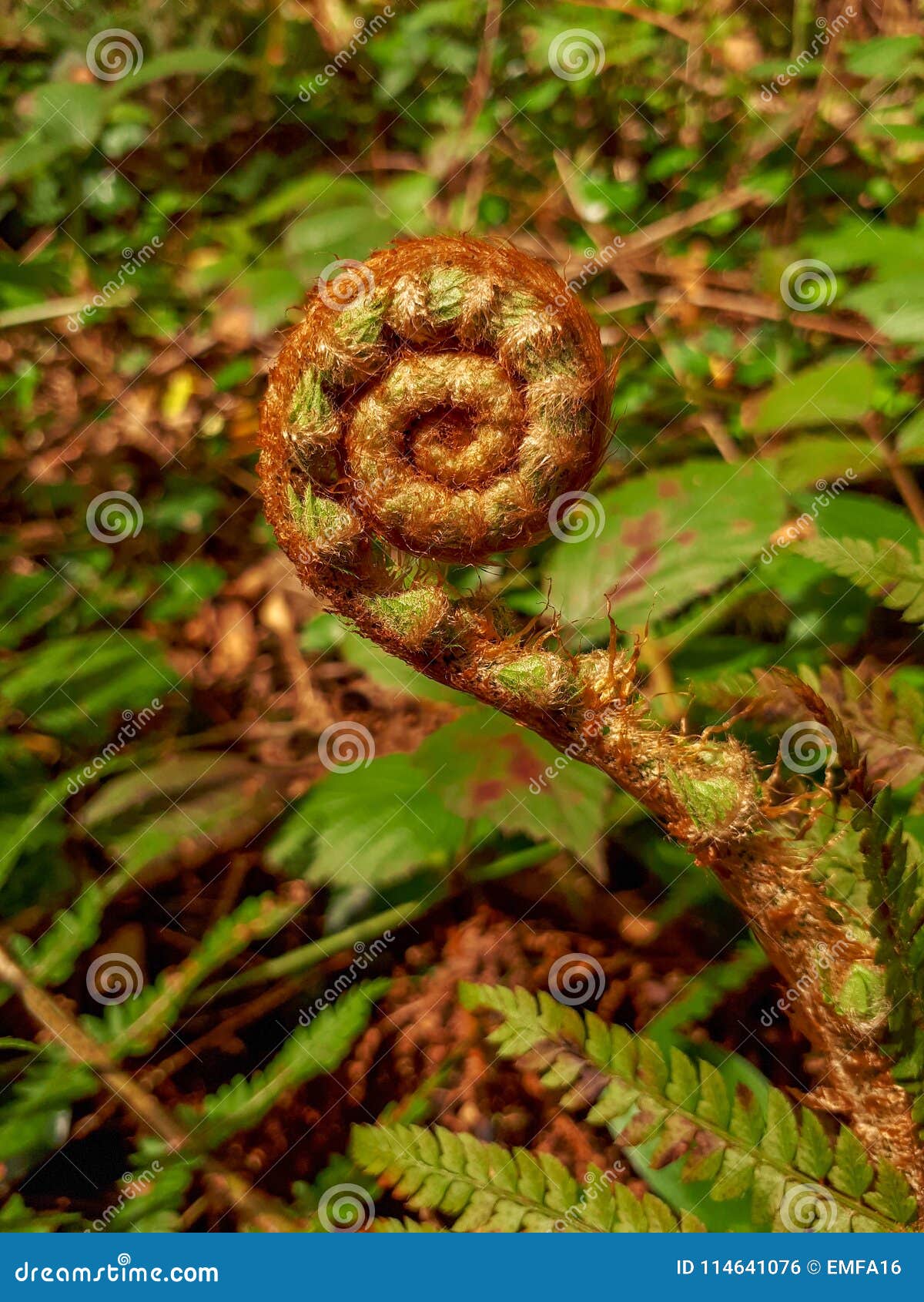Orange and Green Fern Coiled in the Woods Stock Photo - Image of ...