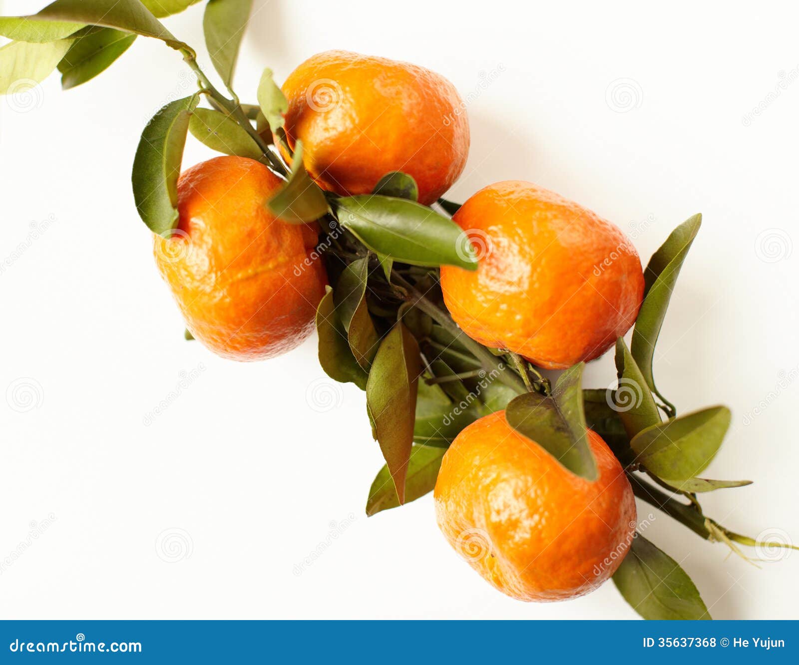 Orange green leaves stock photo. Image of orange, fruit - 35637368