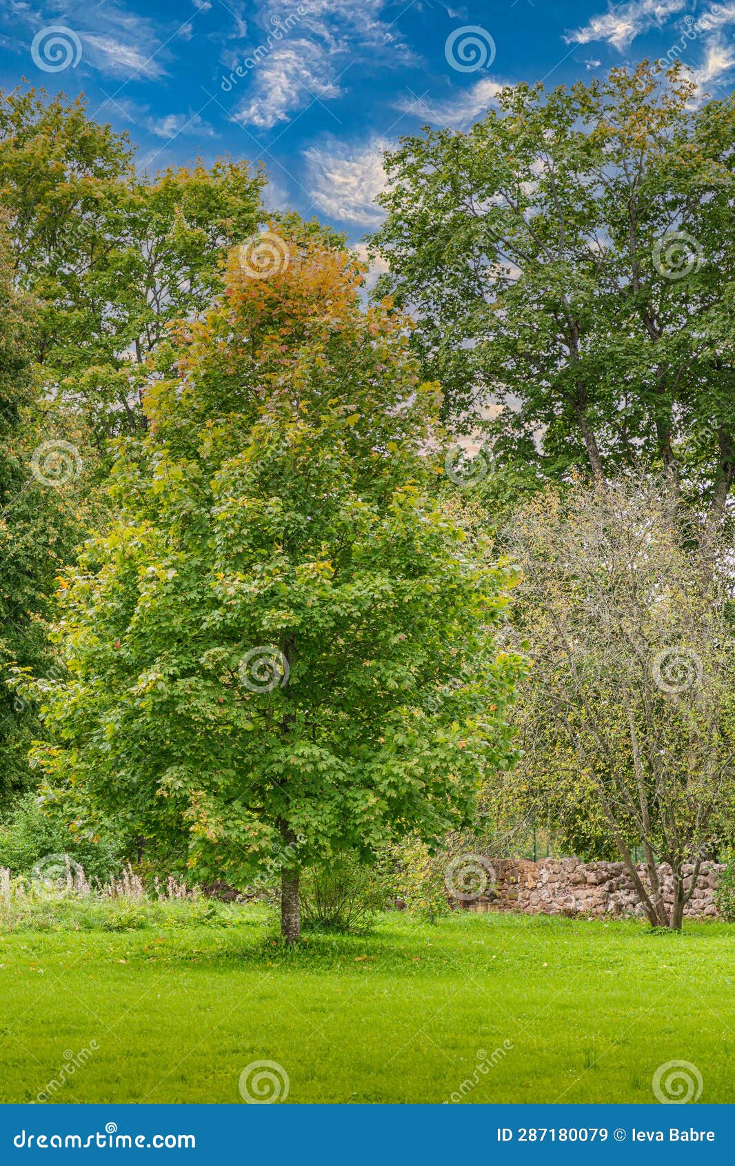 Orange and Green Leaves for a Tree in September. Early Autumn Stock ...
