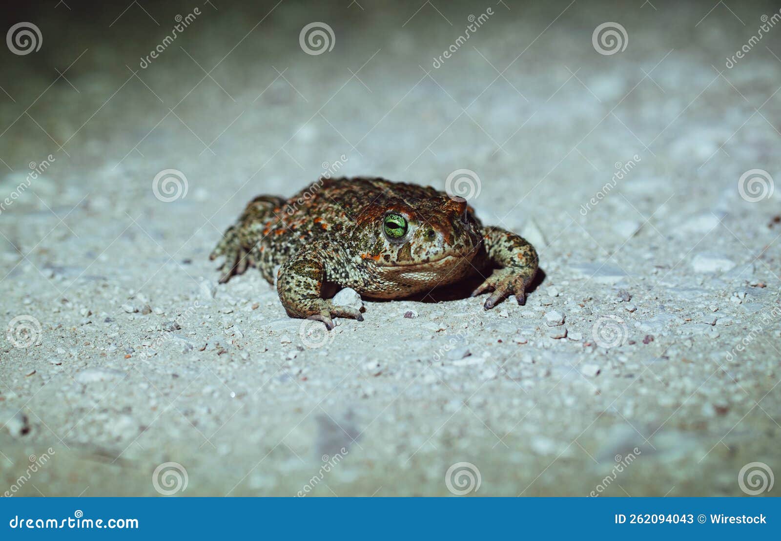 Orange and Green Natterjack Toad Standing on a Ground Stock Image ...