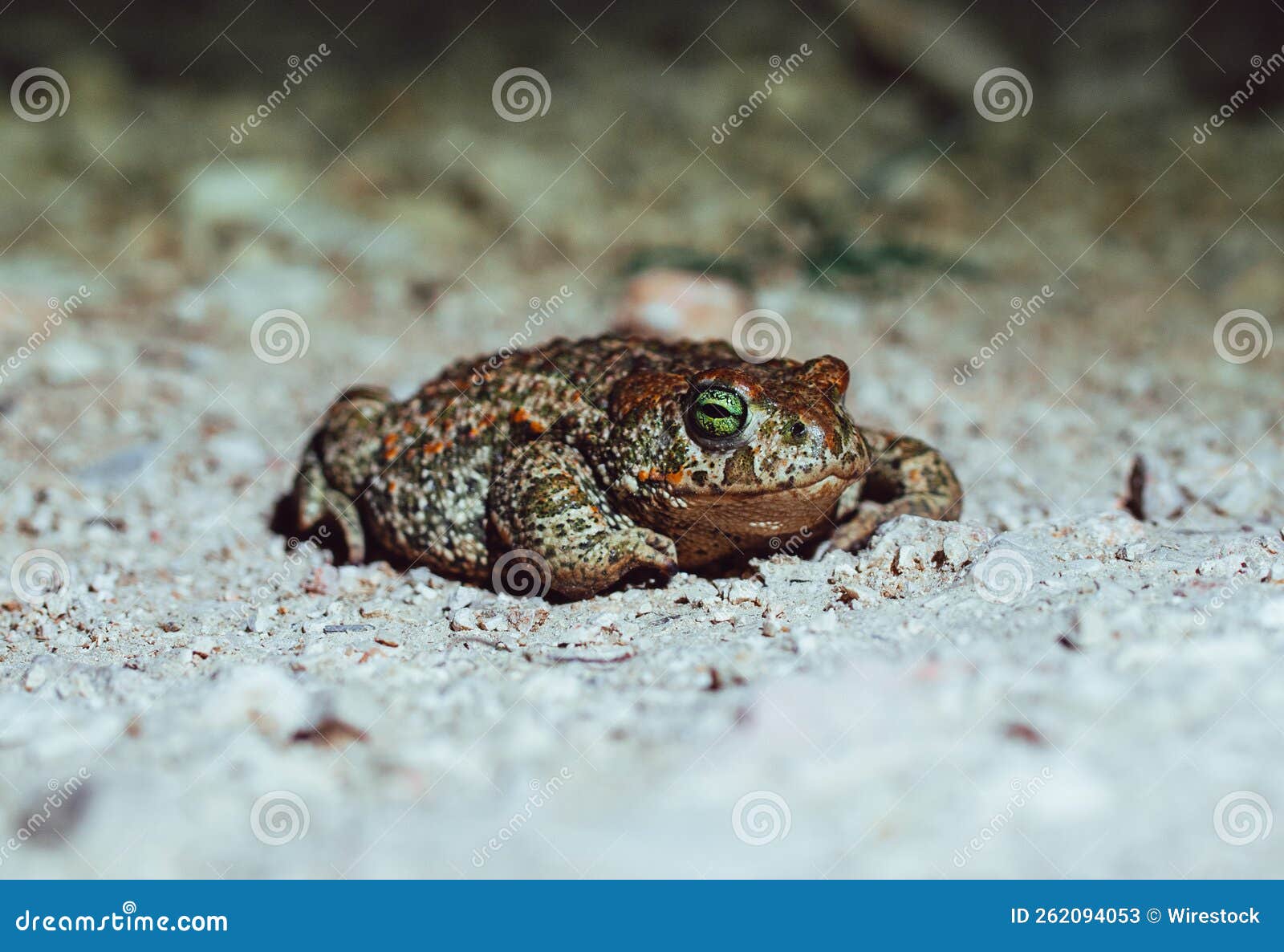 Orange and Green Natterjack Toad Standing on a Ground Stock Image ...