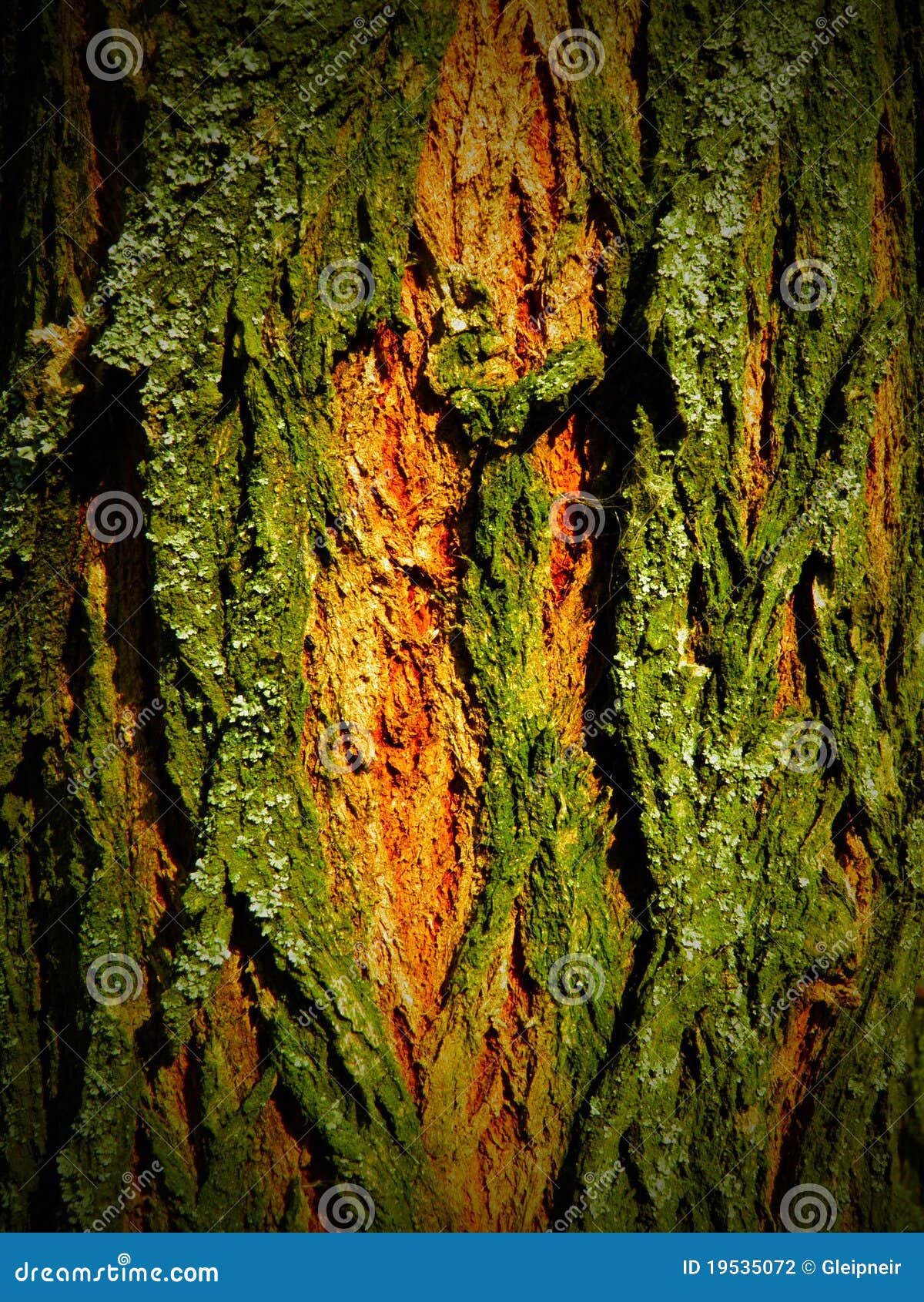Orange-green Tree Crust Picture. Image: 19535072