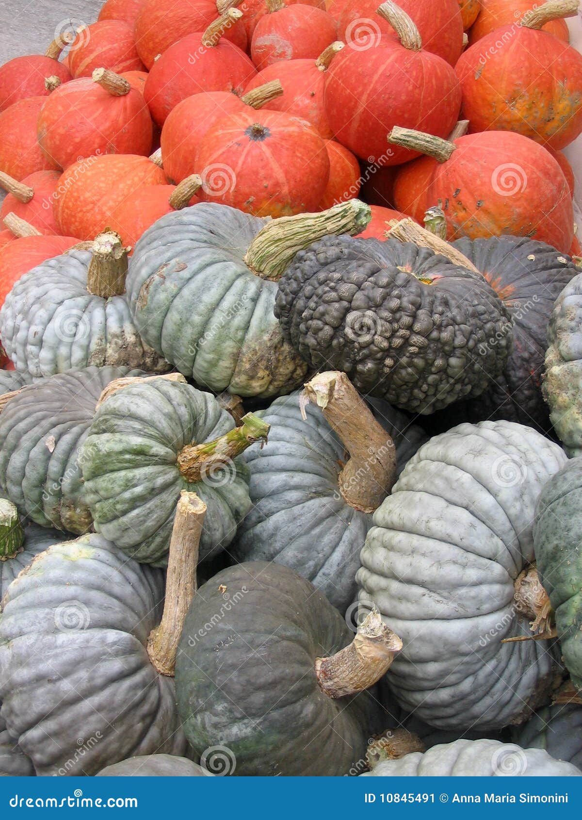 Orange and grey pumpkins stock image. Image of green - 10845491