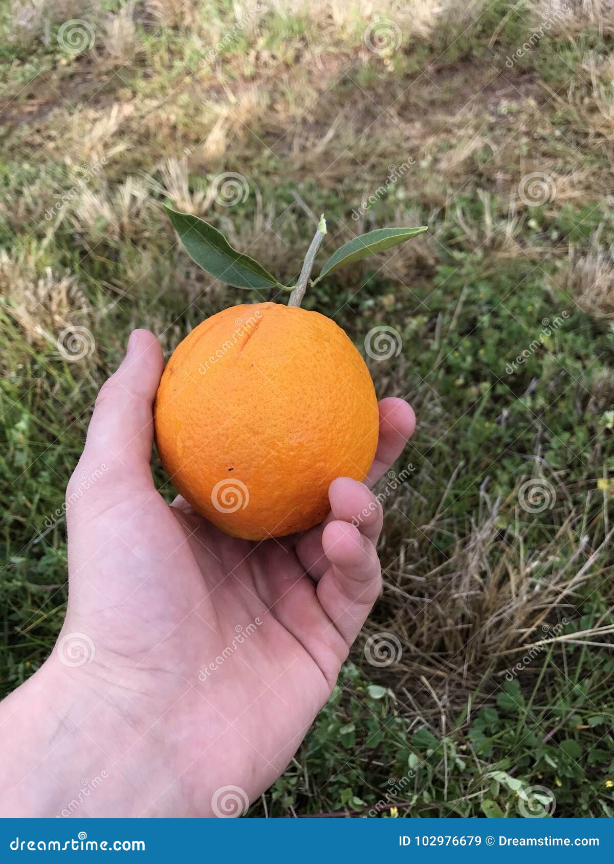 Orange in Griffith stock image. Image of hand, fruit - 102976679