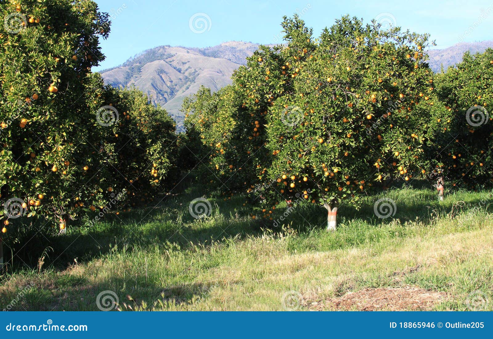 Orange grove stock photo. Image of agriculture, oranges - 18865946