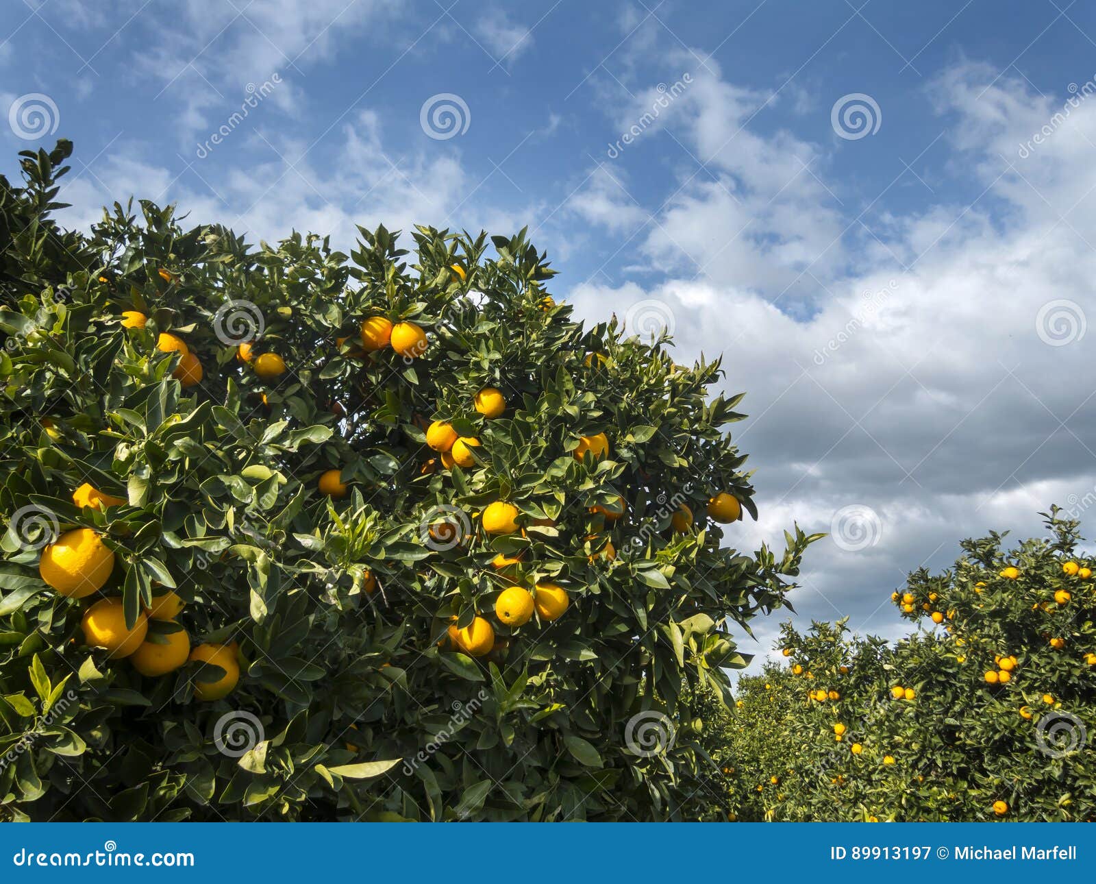 Orange grove stock image. Image of grove, growth, green - 89913197