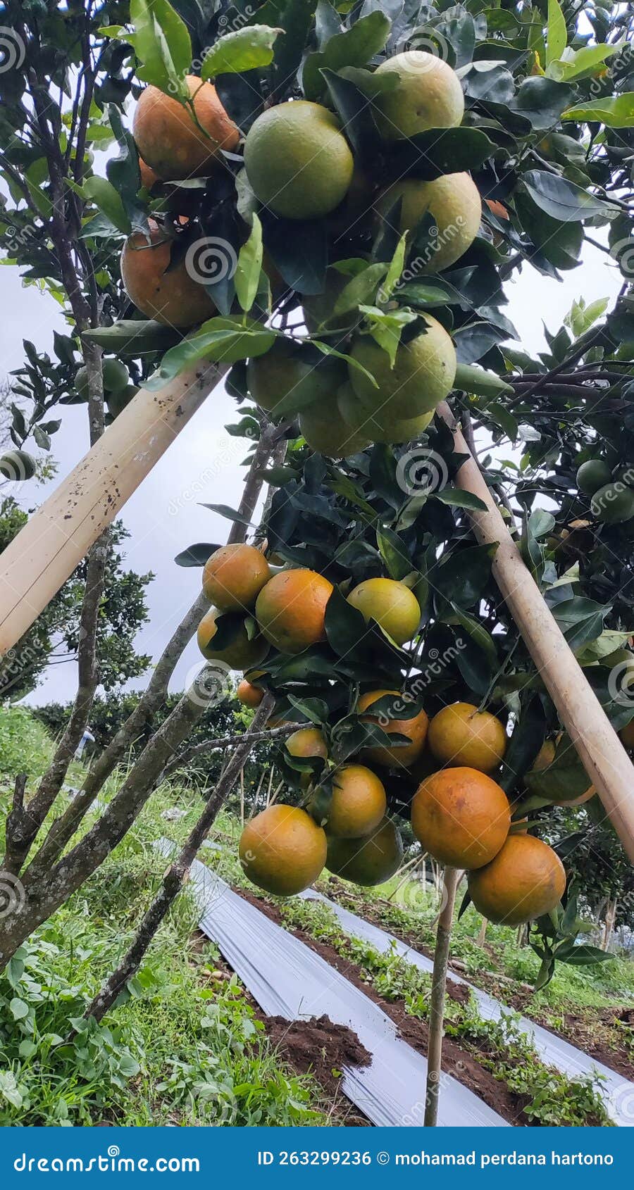 Orange grove sumatra stock photo. Image of plants, sumatra - 263299236
