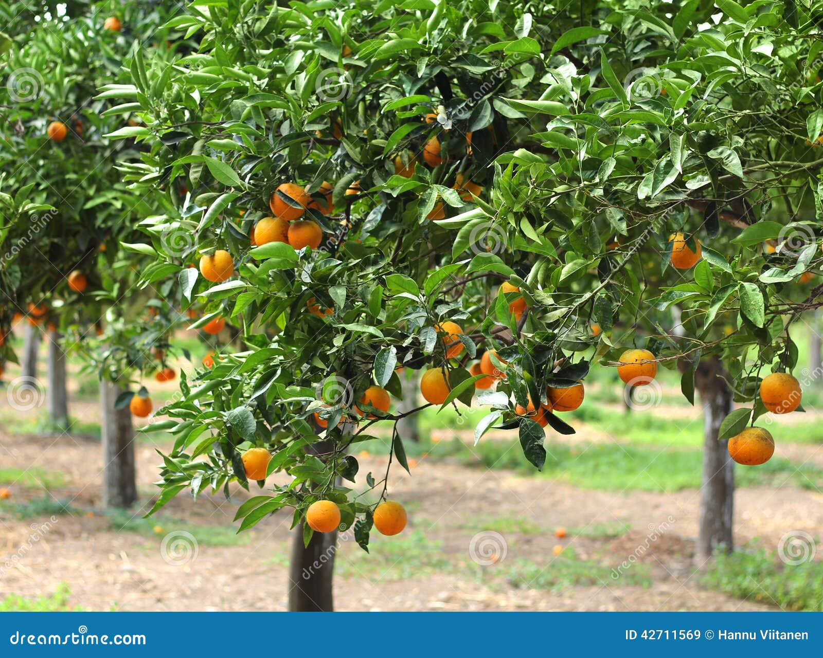 Orange grove stock image. Image of fruit, mediterranean - 42711569