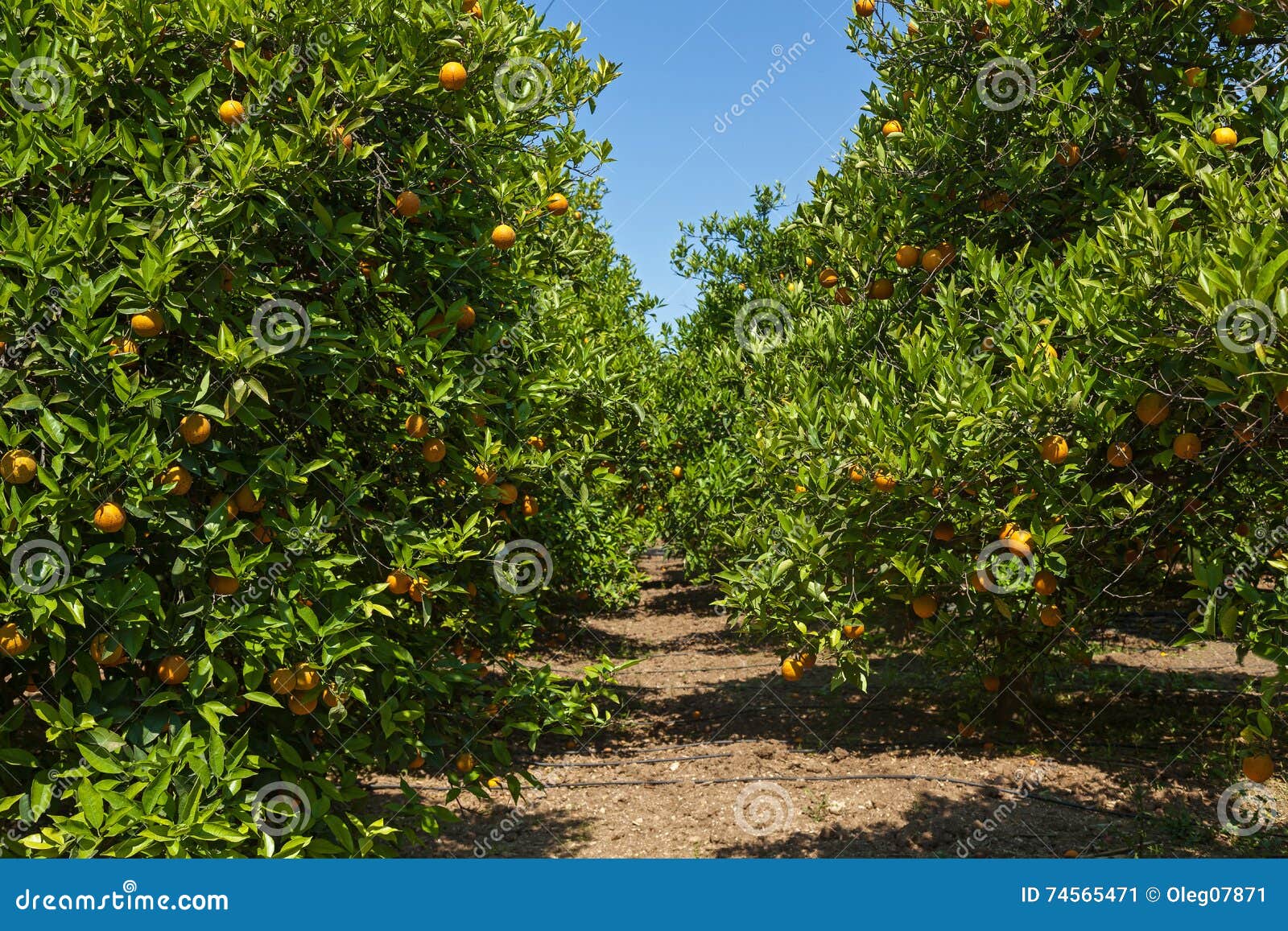 Orange grove stock image. Image of tropic, evergreen - 74565471