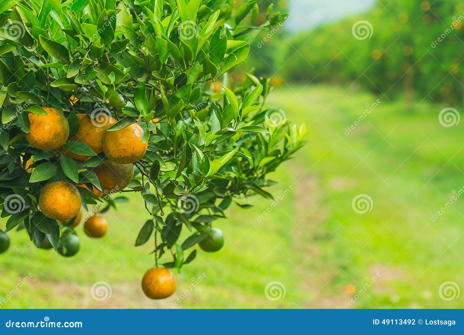 Orange groves stock photo. Image of cultivation, grove - 49113492