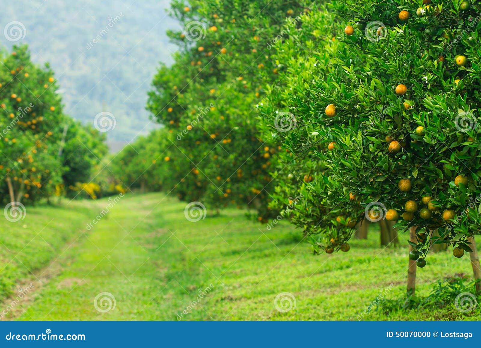 Orange groves stock photo. Image of cultivation, healthy - 50070000