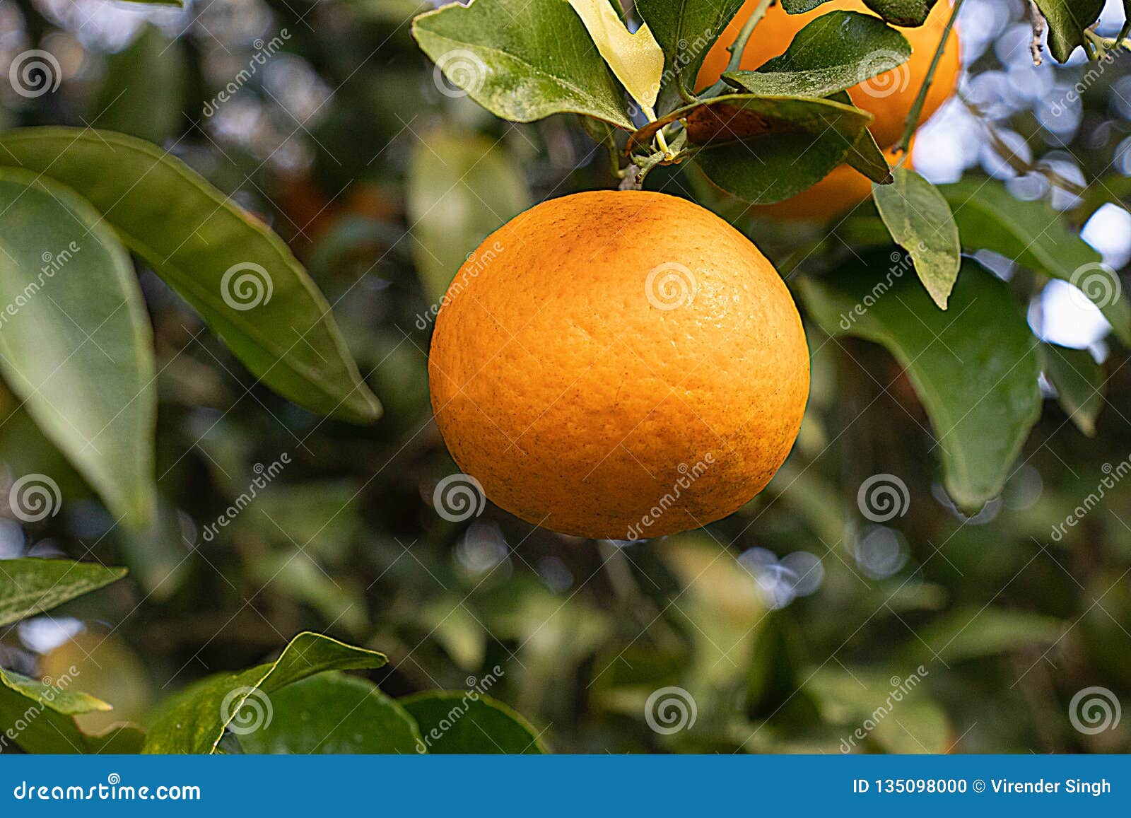 Fresh Oranges on Tree, with Leaves and Branches Stock Photo - Image of ...