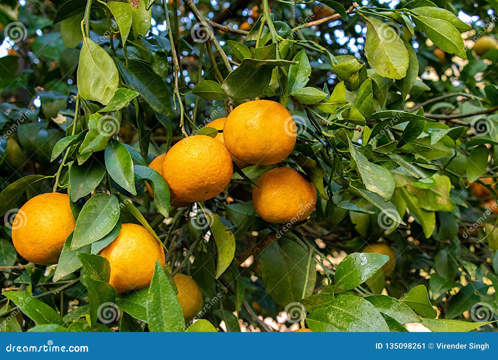 Fresh Oranges on Tree, with Leaves and Branches Stock Image - Image of ...