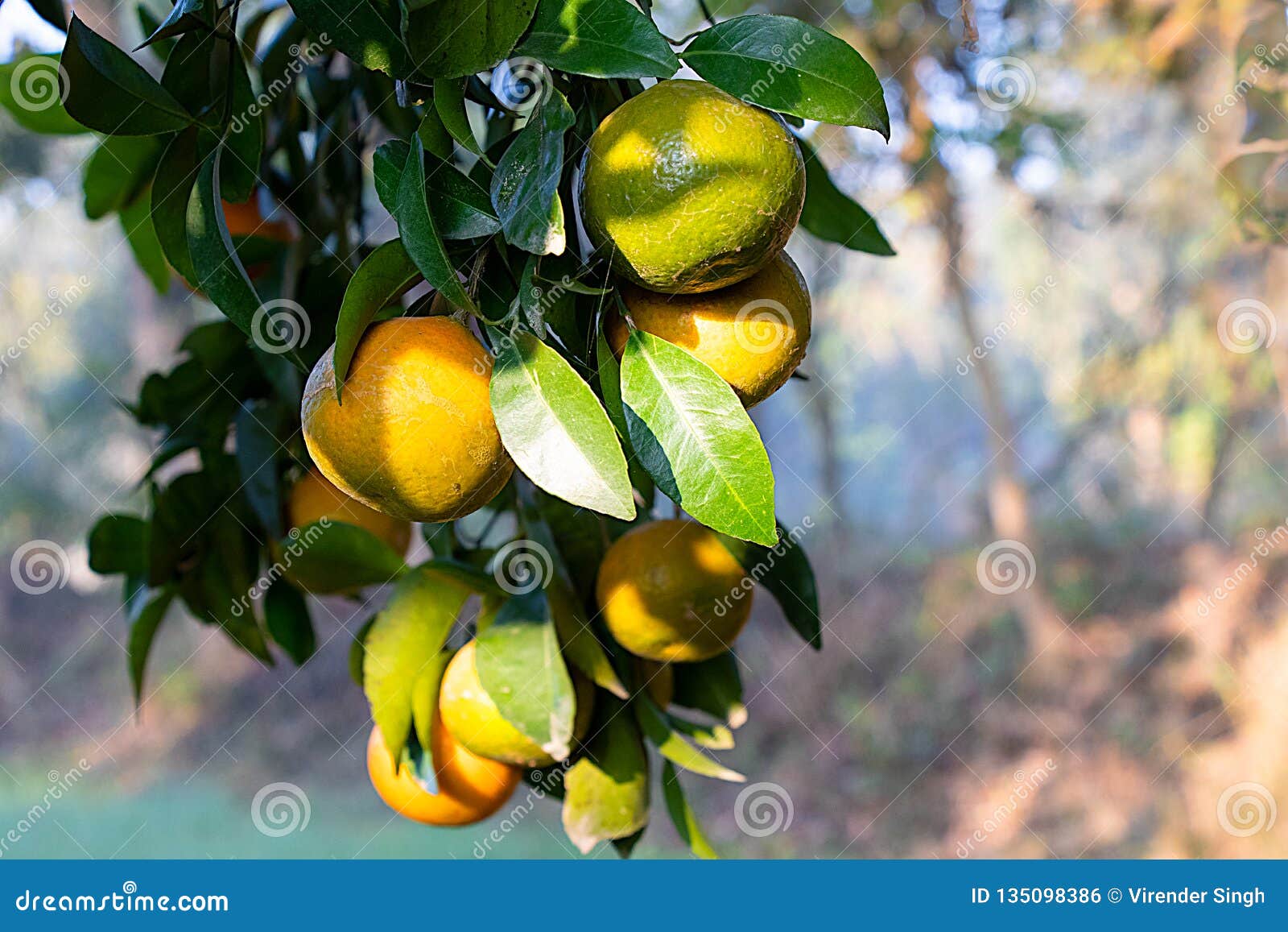 Fresh Oranges on Tree, with Leaves and Branches Stock Photo - Image of ...