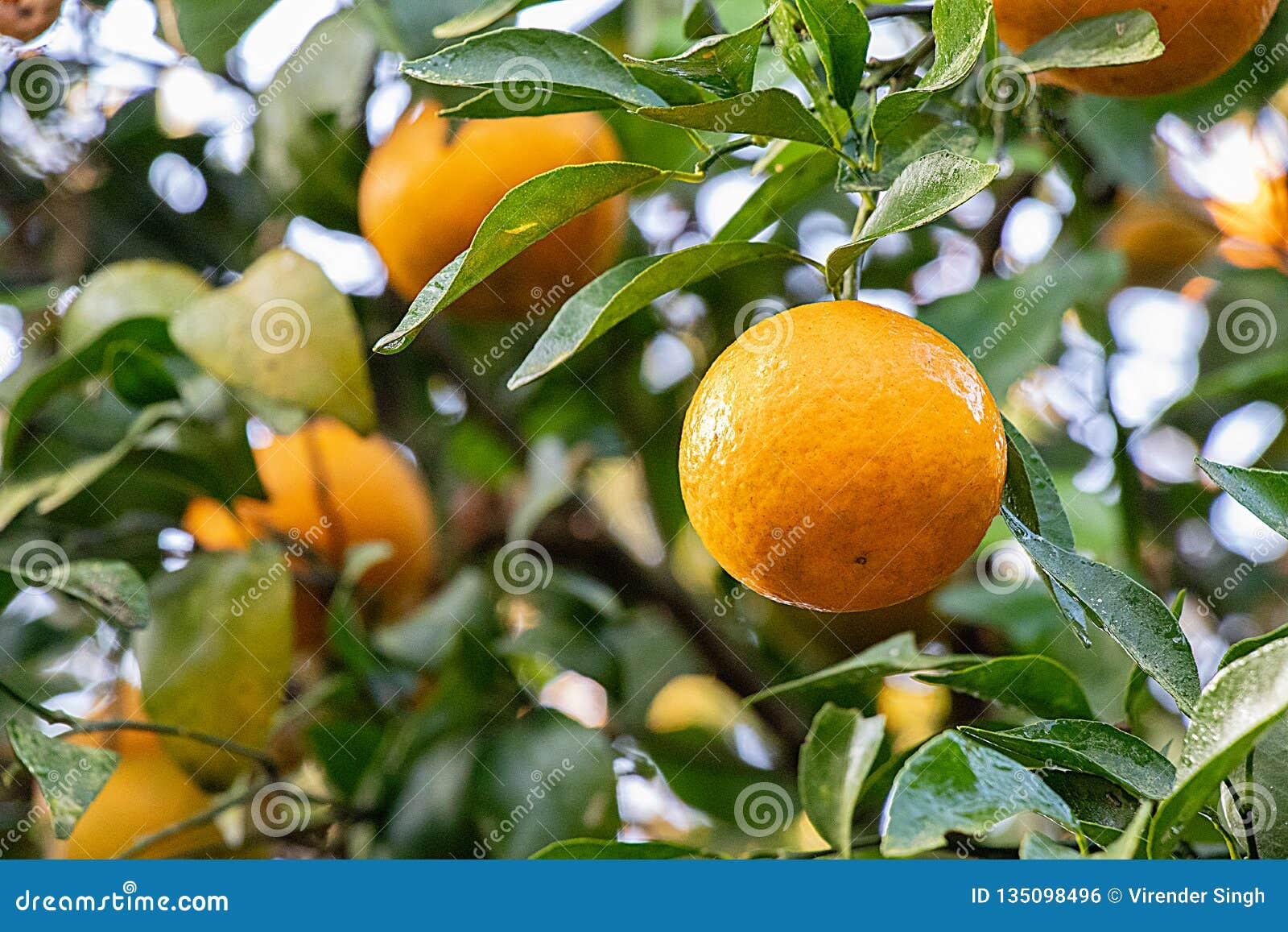 Fresh Oranges on Tree, with Leaves and Branches Stock Photo - Image of ...