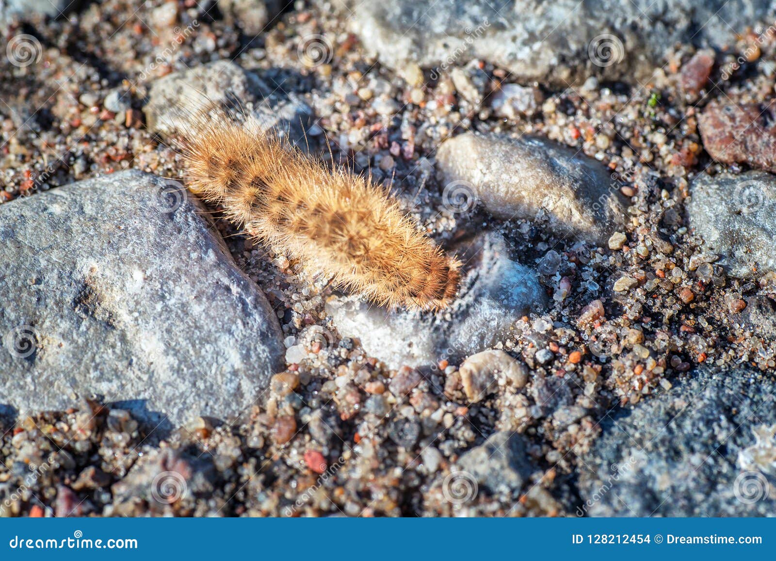 Orange grub on a ground stock photo. Image of close - 128212454