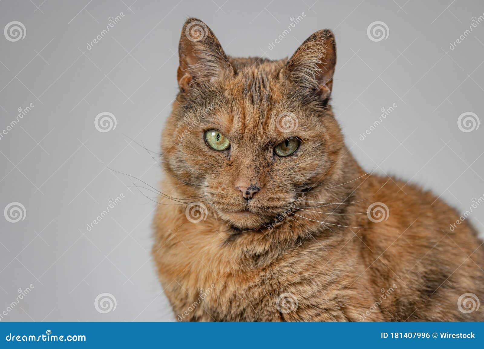Orange Grumpy Cat Looking at the Camera with a White Background Stock ...