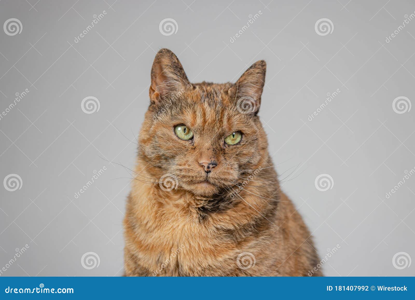 Orange Grumpy Cat with a White Background Stock Photo - Image of face ...